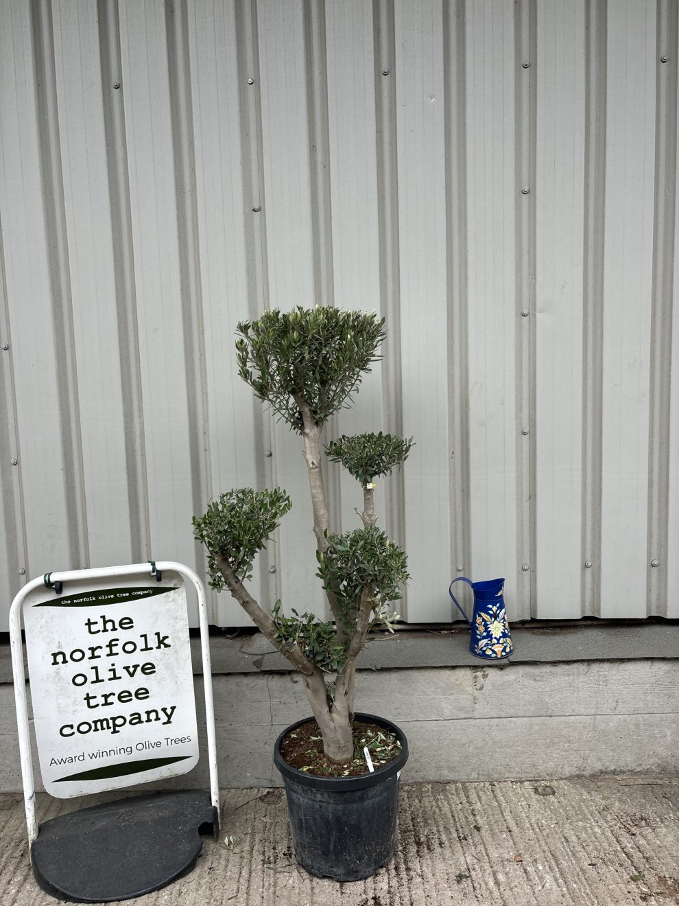 Cloud-Pruned Olive Tree | Niwaki Olive Trees for Sale UK – The Norfolk ...