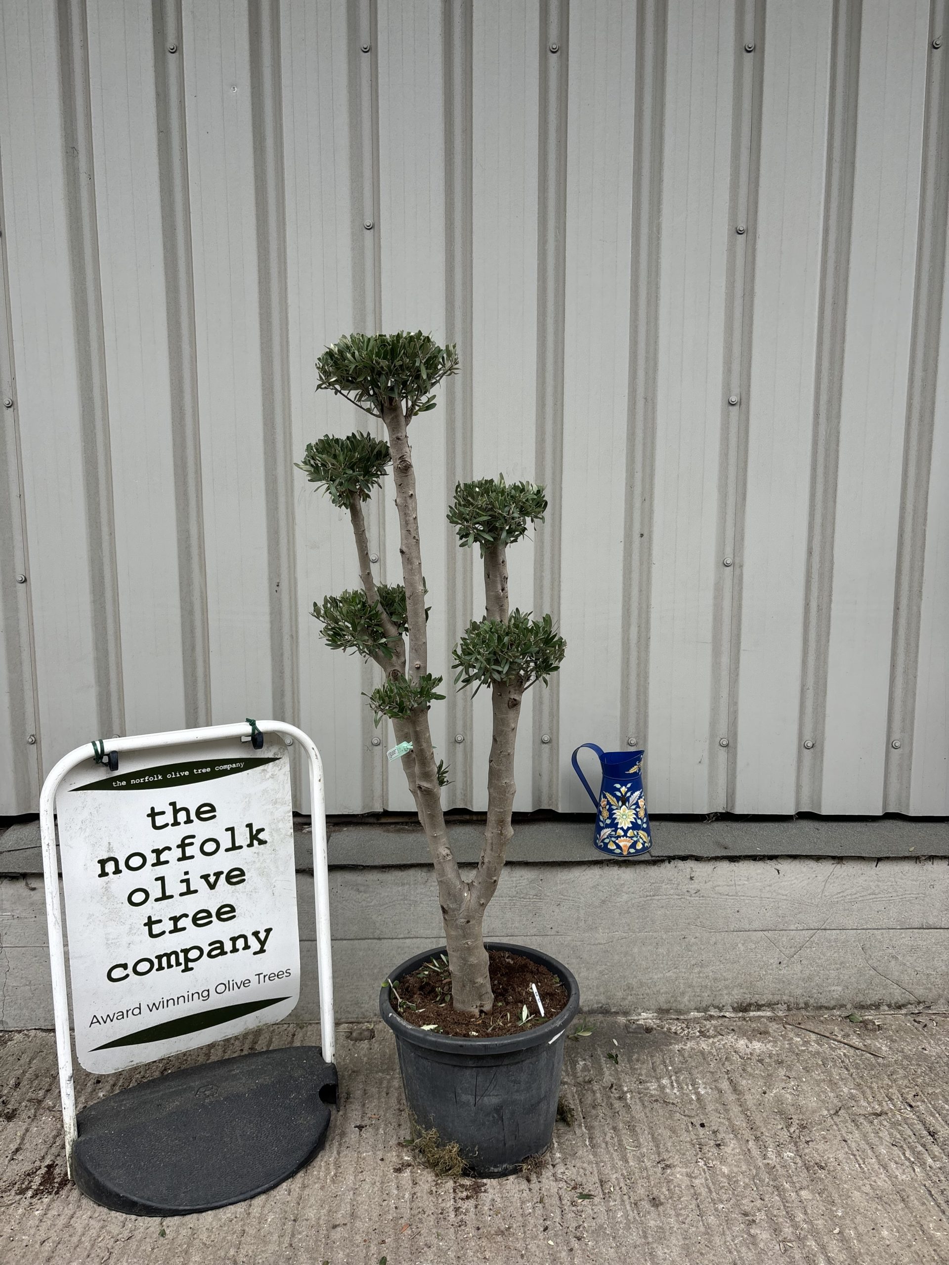 Cloud-Pruned Olive Tree | Niwaki Olive Trees for Sale UK – The Norfolk ...