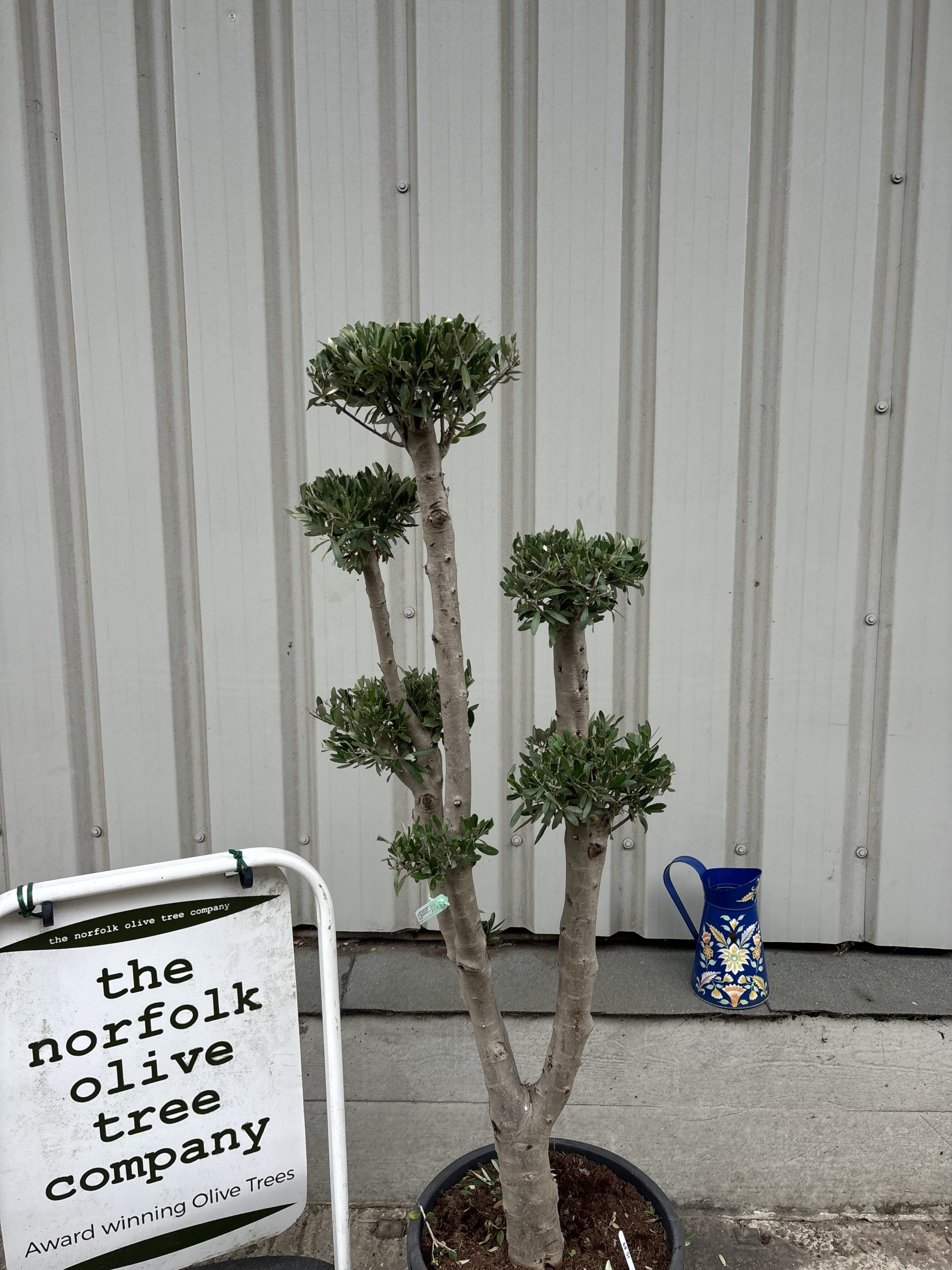 Cloud-Pruned Olive Tree | Niwaki Olive Trees for Sale UK – The Norfolk ...