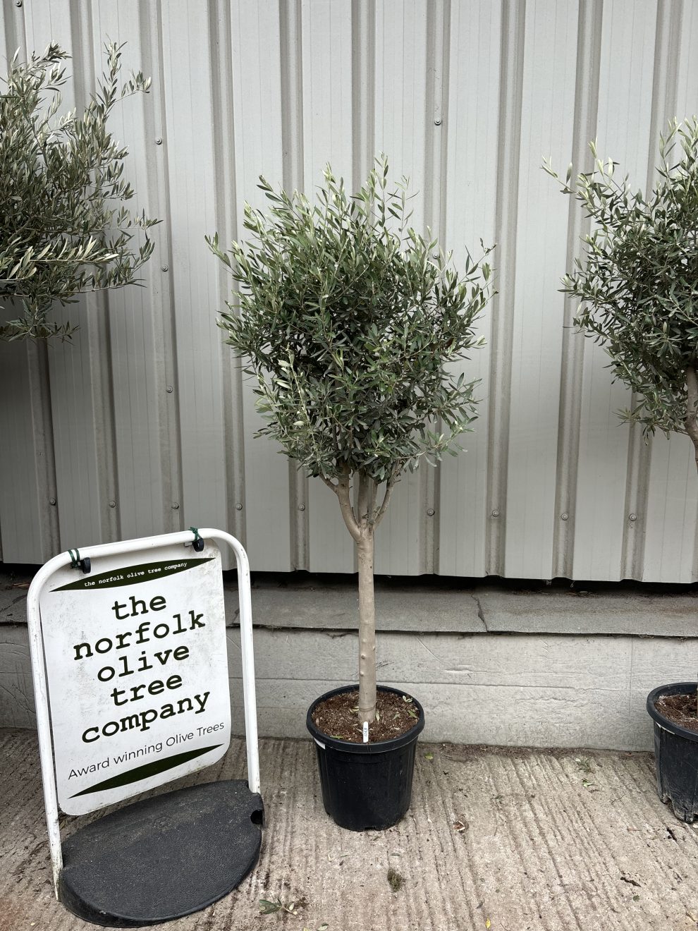 Young Hojiblanca Olive Tree – Delivery included - The Norfolk Olive ...