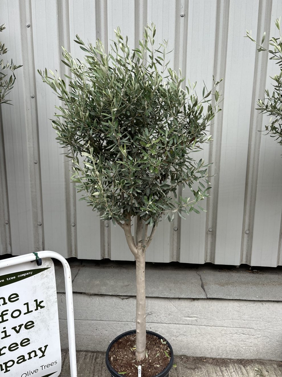 Young Hojiblanca Olive Tree – Delivery included - The Norfolk Olive ...