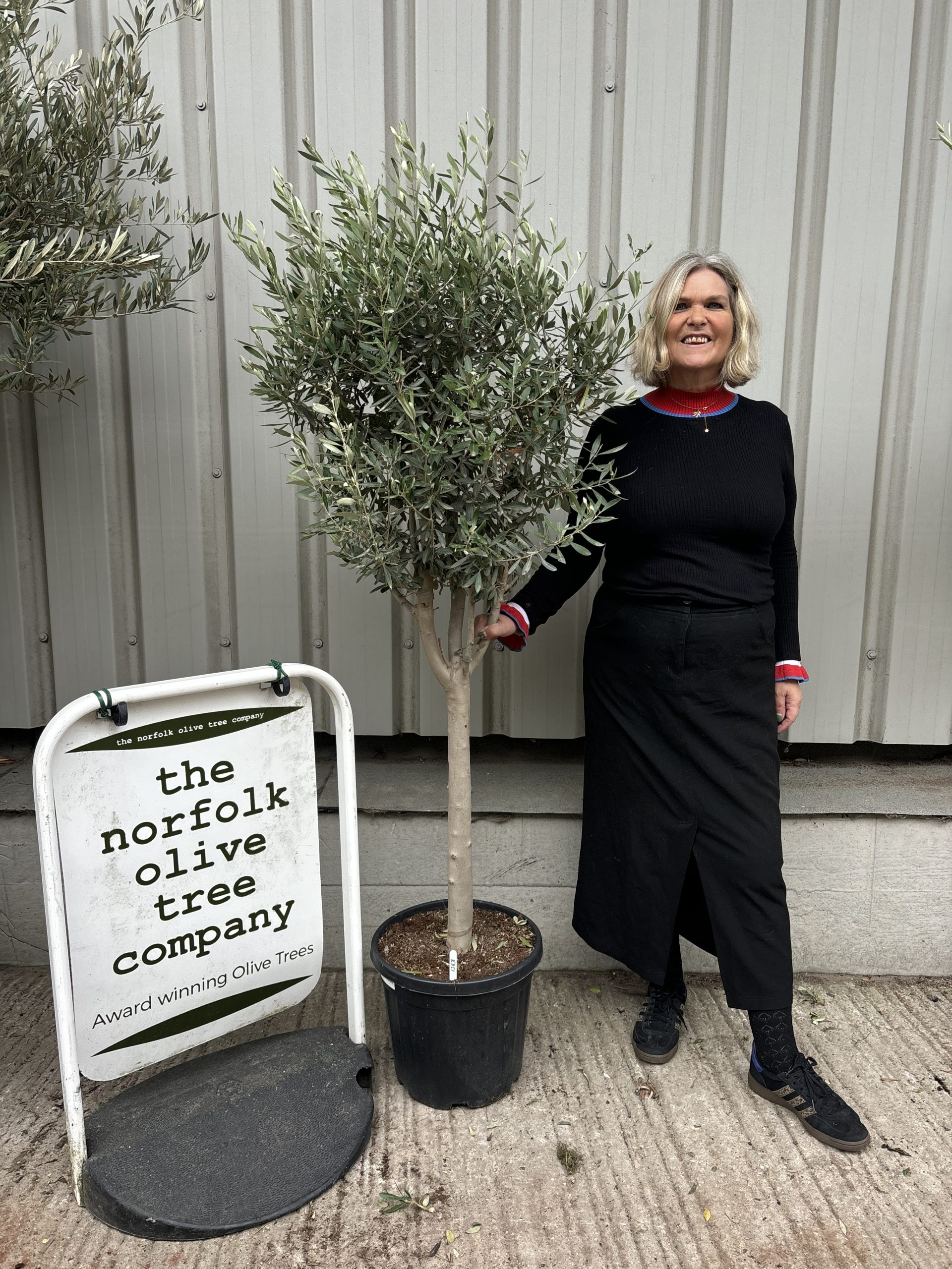 Young Hojiblanca Olive Tree – Delivery included - The Norfolk Olive ...