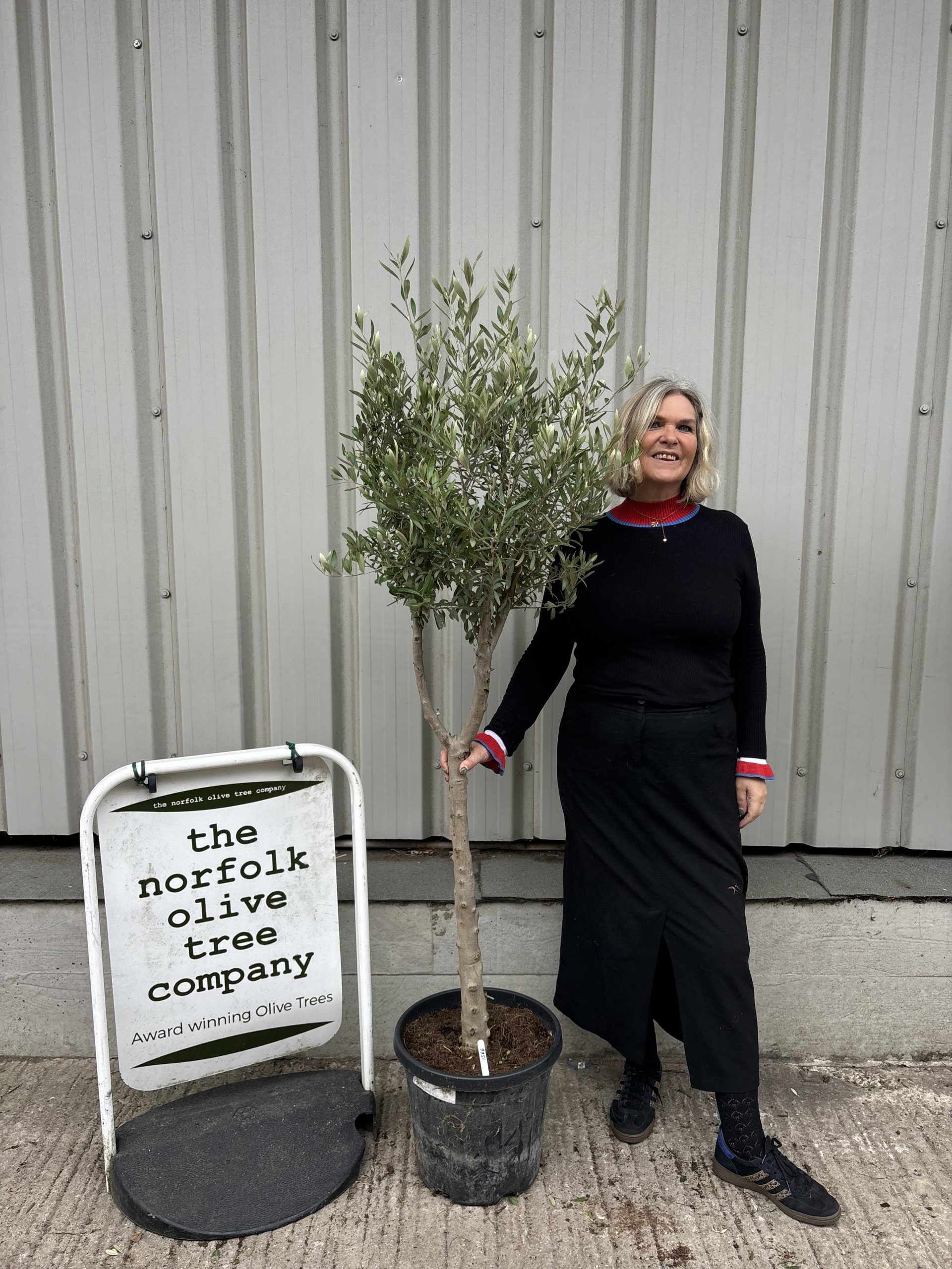 Young Hojiblanca Olive Tree – Delivery included - The Norfolk Olive ...