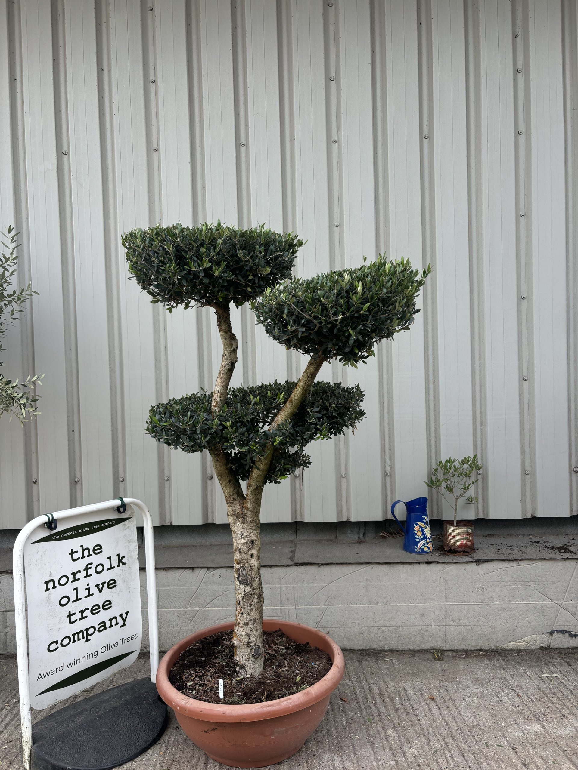 Tuscan Cloud Olive Tree – Niwaki-Inspired Olive (Tuscany) - The Norfolk ...