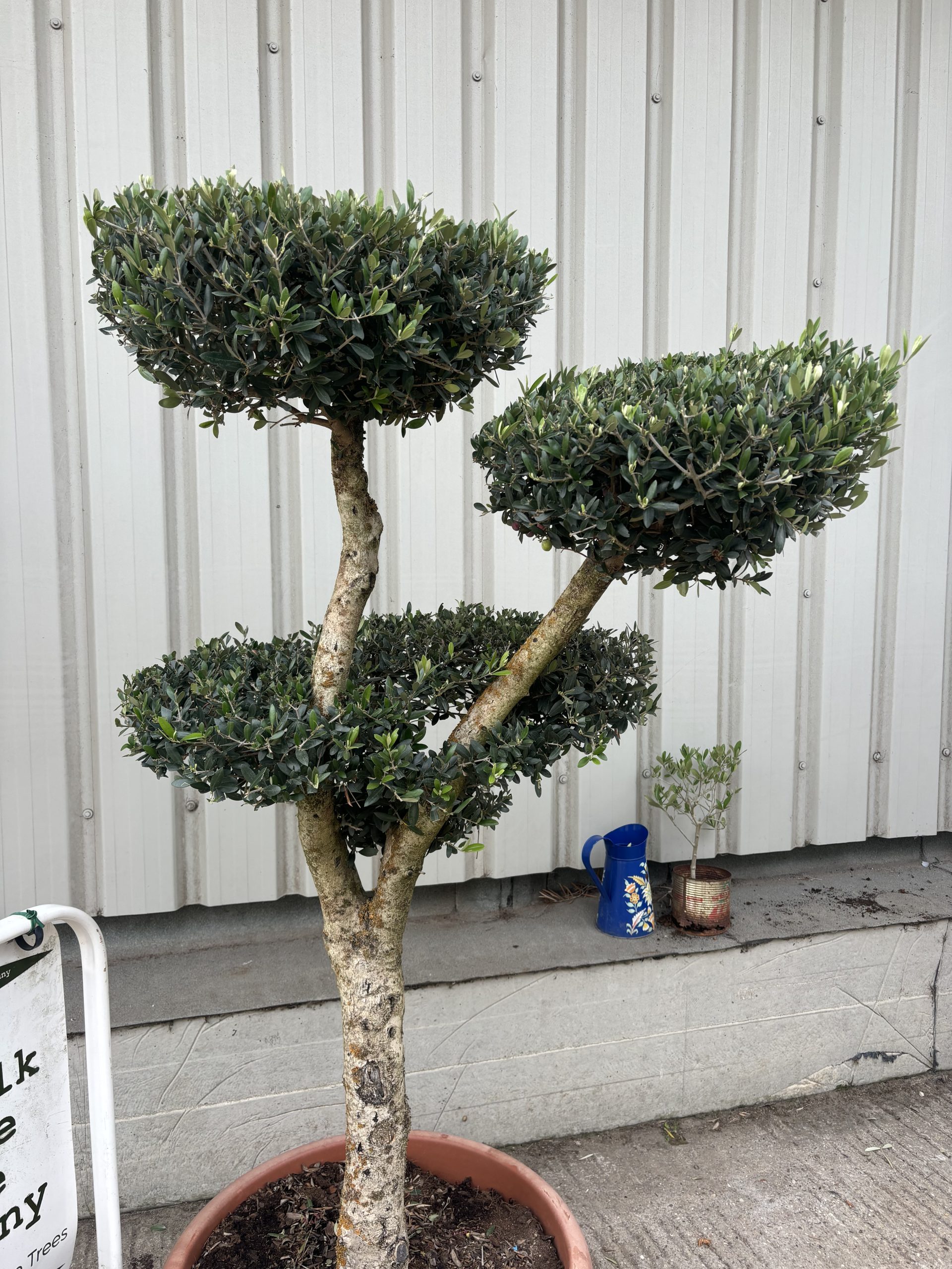 Tuscan Cloud Olive Tree – Niwaki-Inspired Olive (Tuscany) - The Norfolk ...