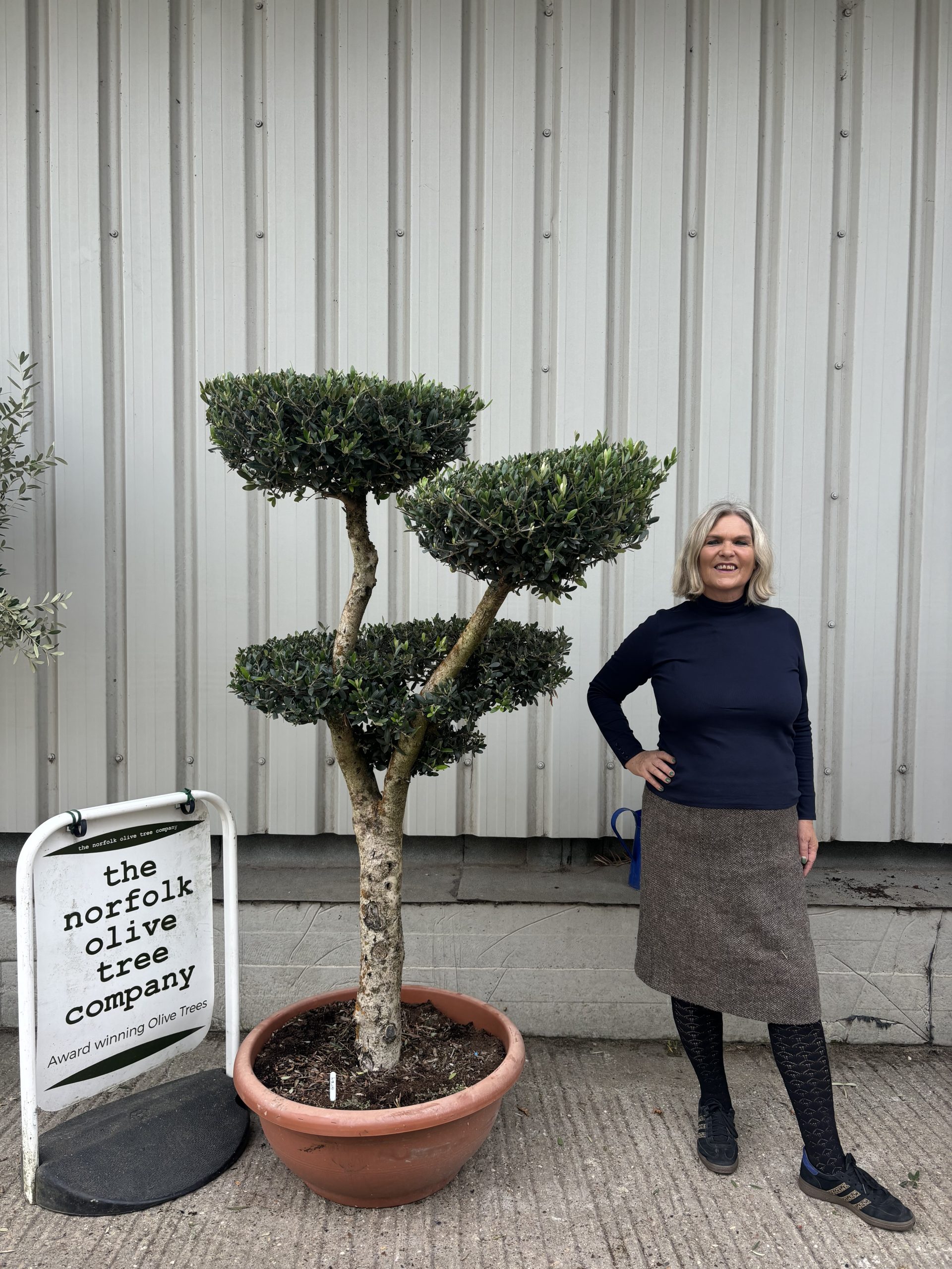 Tuscan Cloud Olive Tree – Niwaki-Inspired Olive (Tuscany) - The Norfolk Olive Tree Company