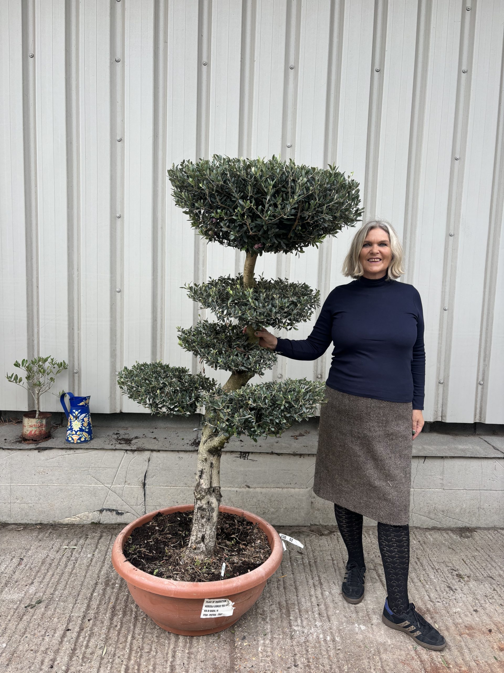 Tuscan Cloud Olive Tree – Niwaki-Inspired Olive (Tuscany) - The Norfolk ...