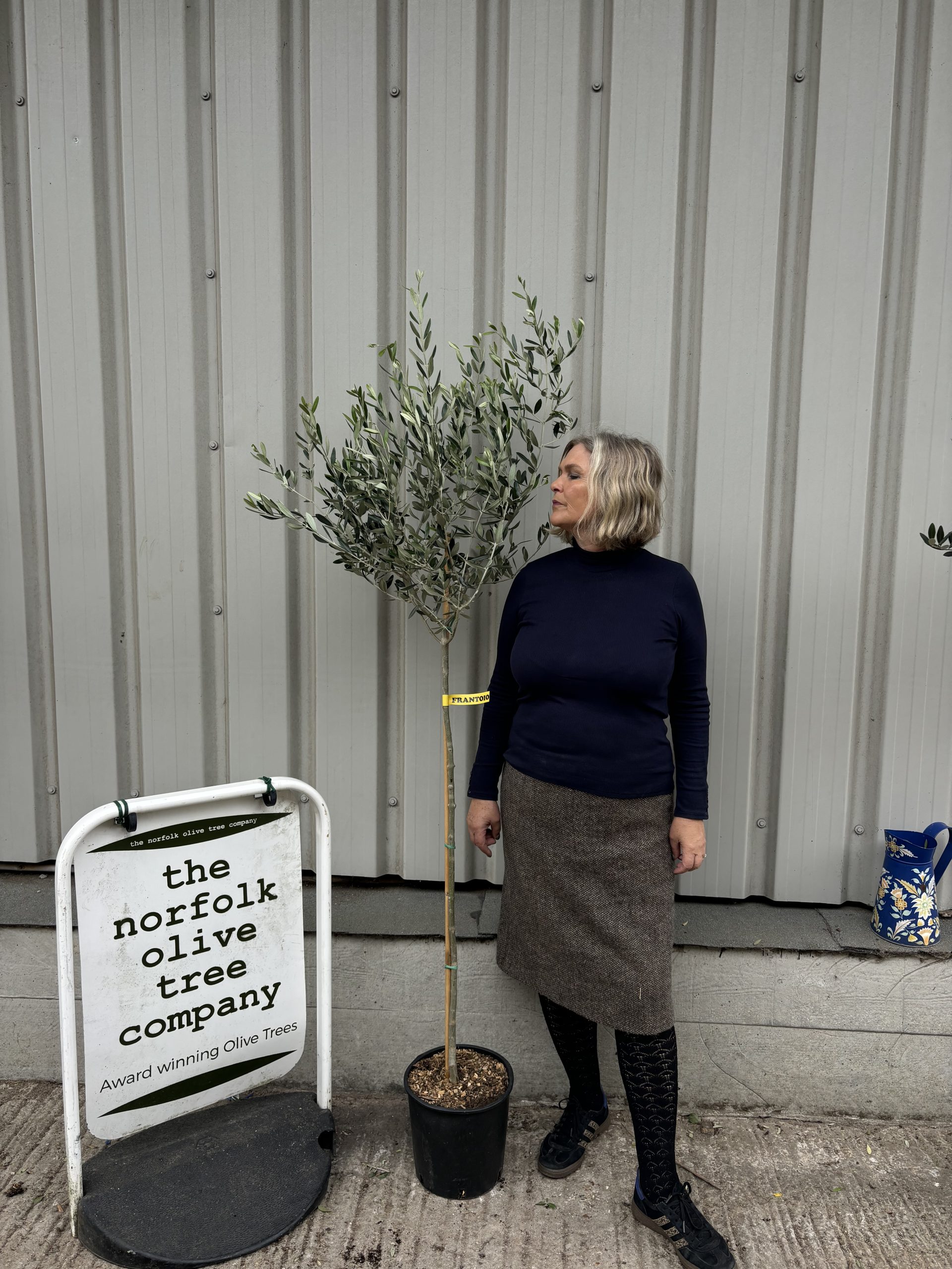 Frantoio Olive Tree – Hardy,Traditional Tuscan variety- delivery ...