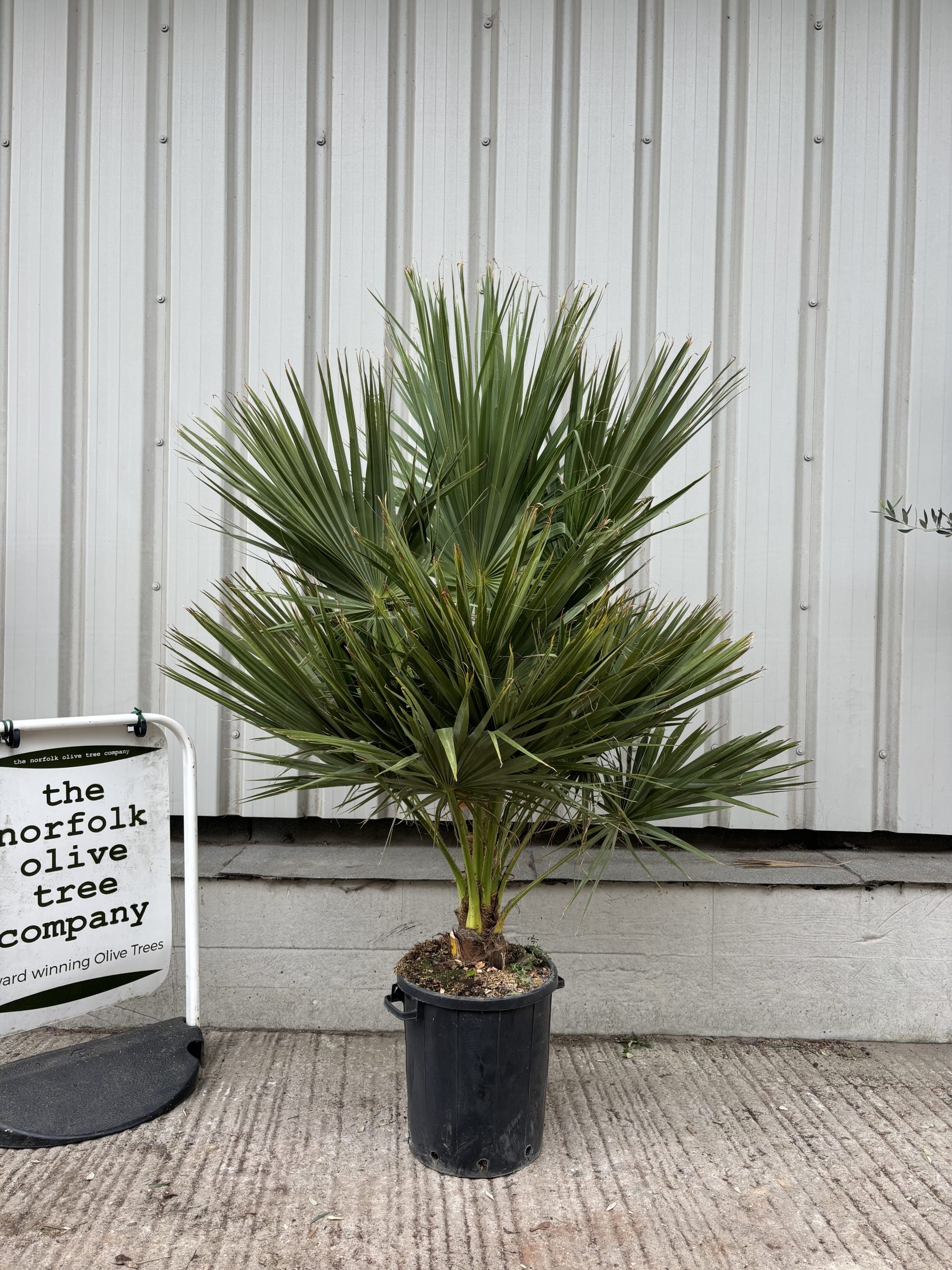 Brahea edulis (Guadalupe Palm) — delivery included - The Norfolk Olive ...