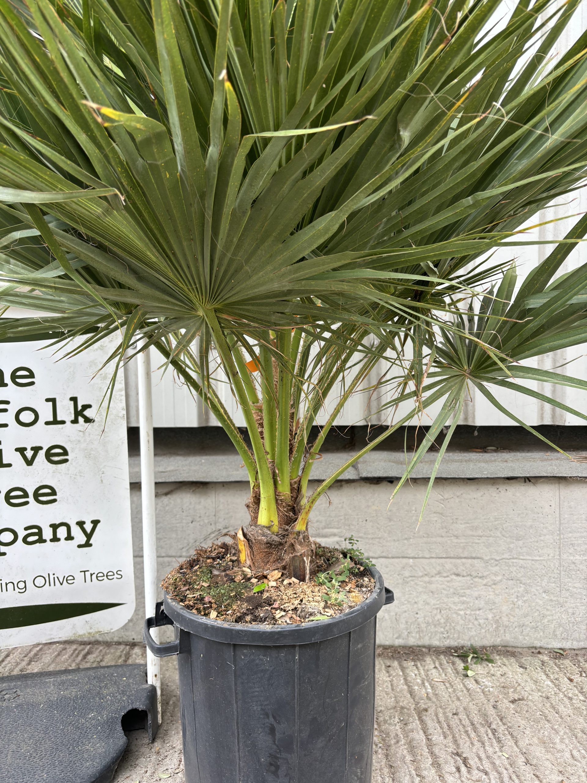 Brahea edulis (Guadalupe Palm) — delivery included - The Norfolk Olive ...