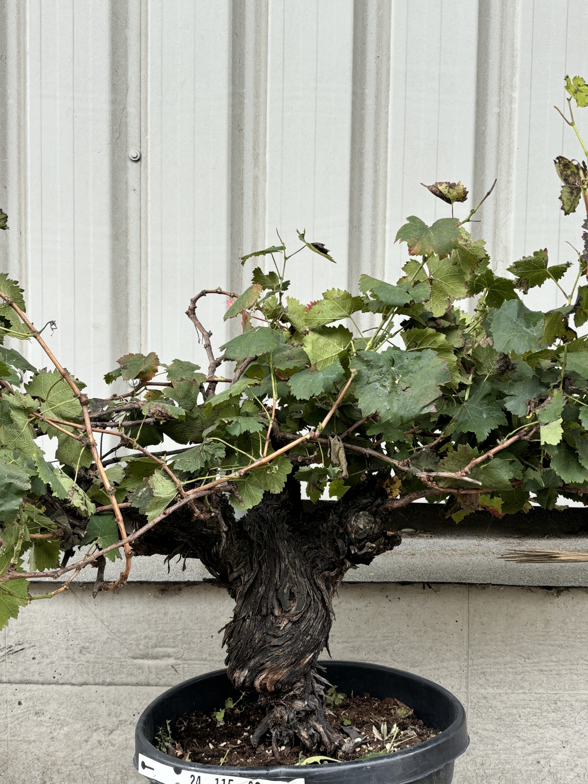 Mature Italian Grapevine delivery included - The Norfolk Olive Tree Company