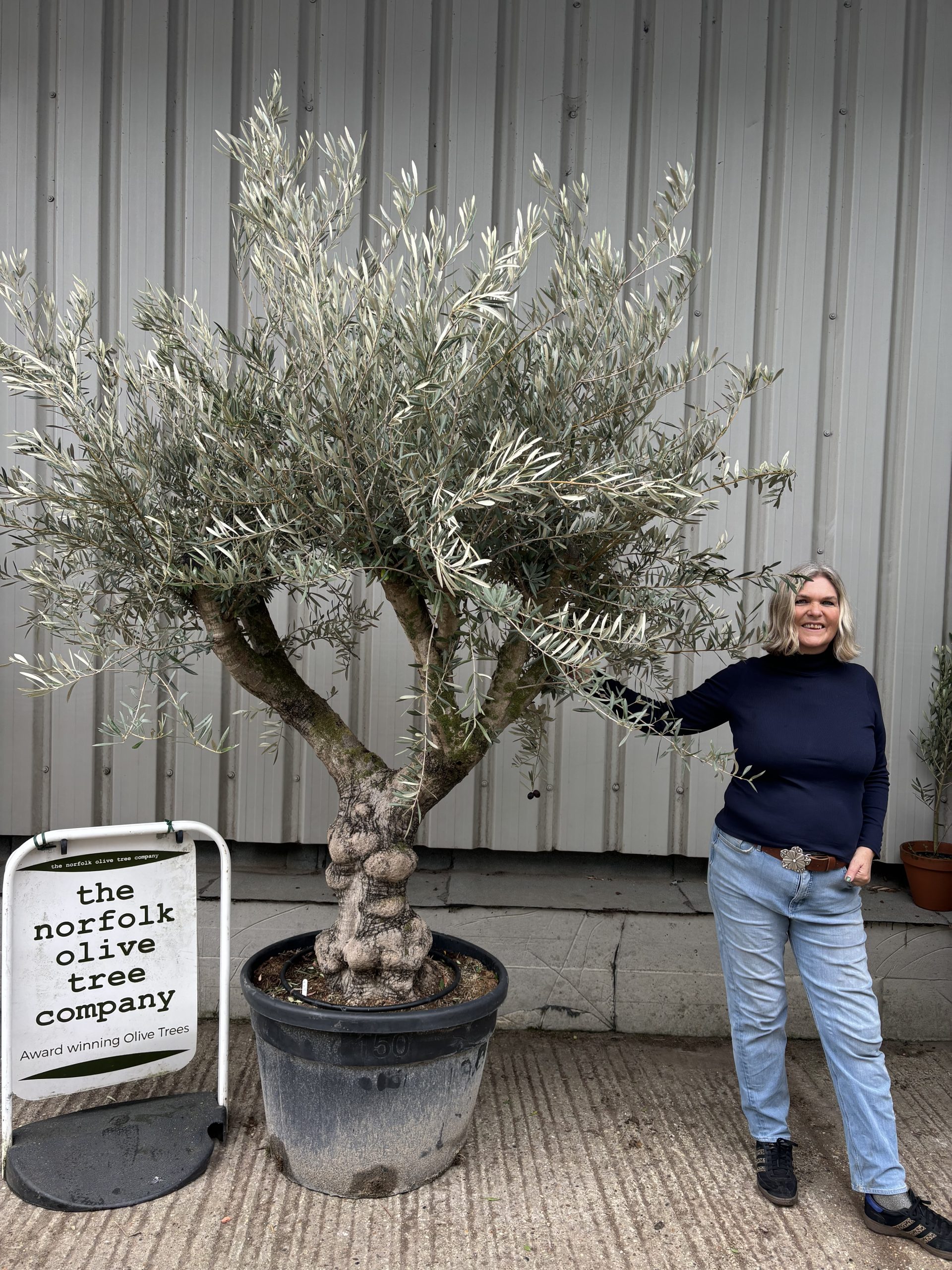 Branched Olive Tree ‘Tortuga’ - The Norfolk Olive Tree Company
