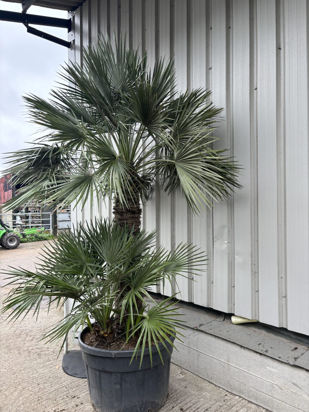 Chamaerops humilis – Hardy Mediterranean Fan Palm Tree UK | Mainland ...