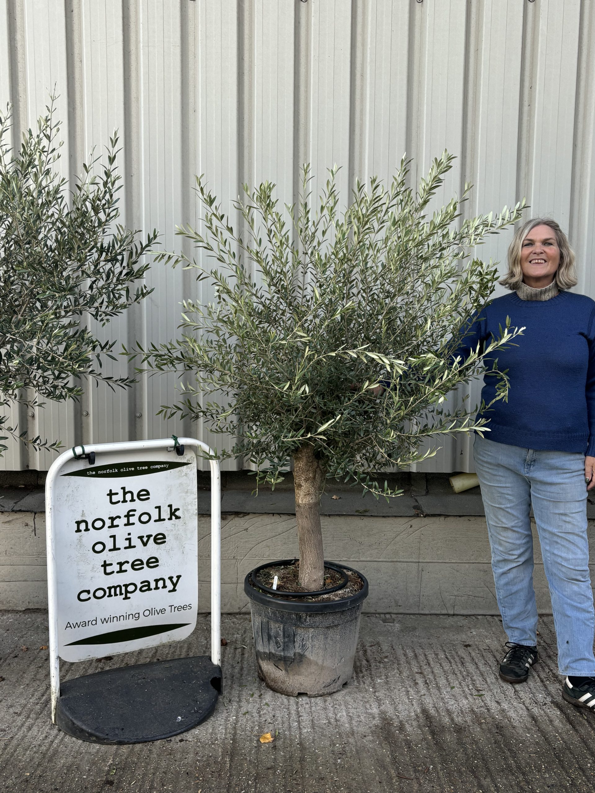 Olive Tree in Pot delivery included - The Norfolk Olive Tree Company