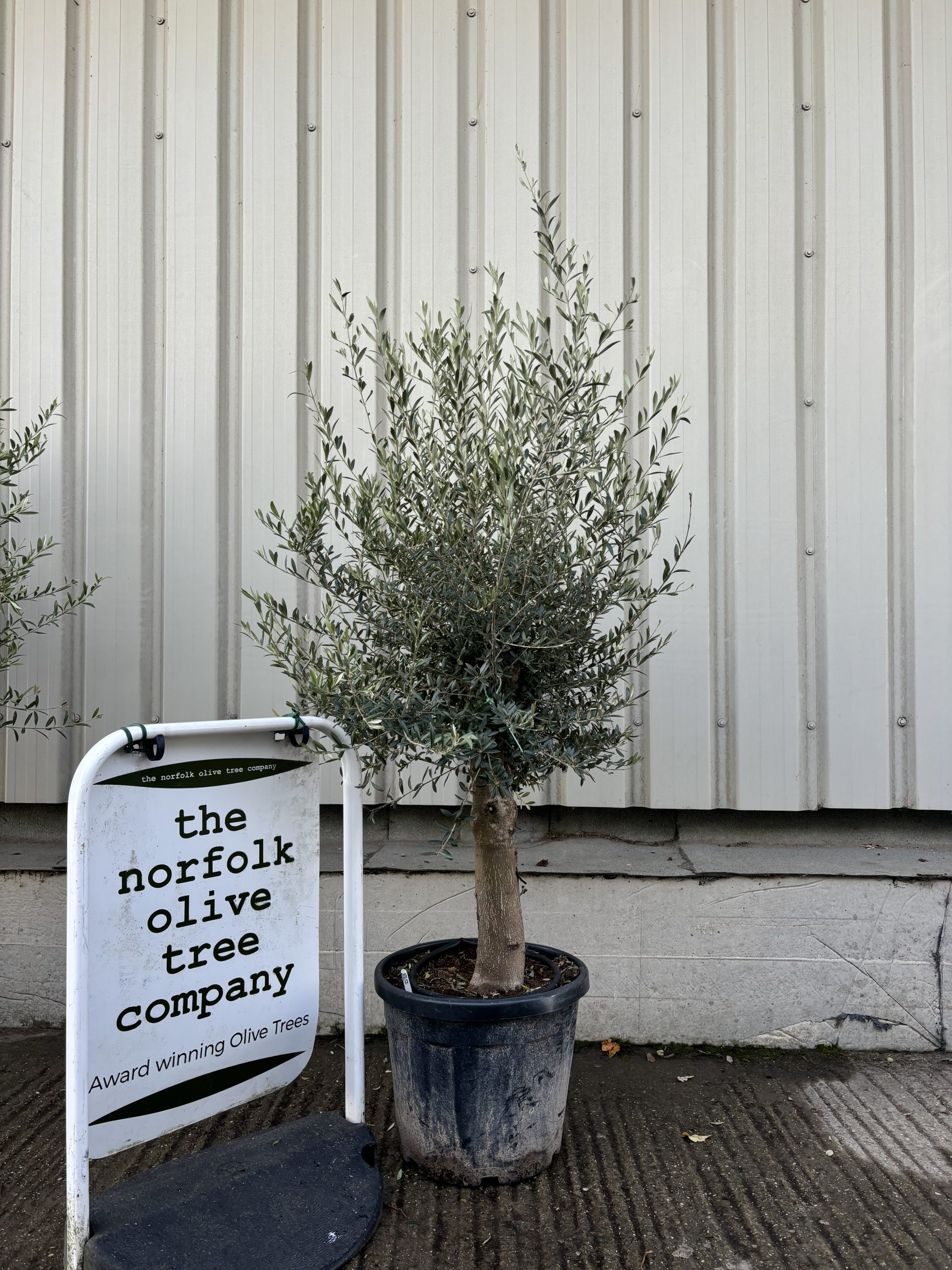 Olive Tree in Pot delivery included - The Norfolk Olive Tree Company