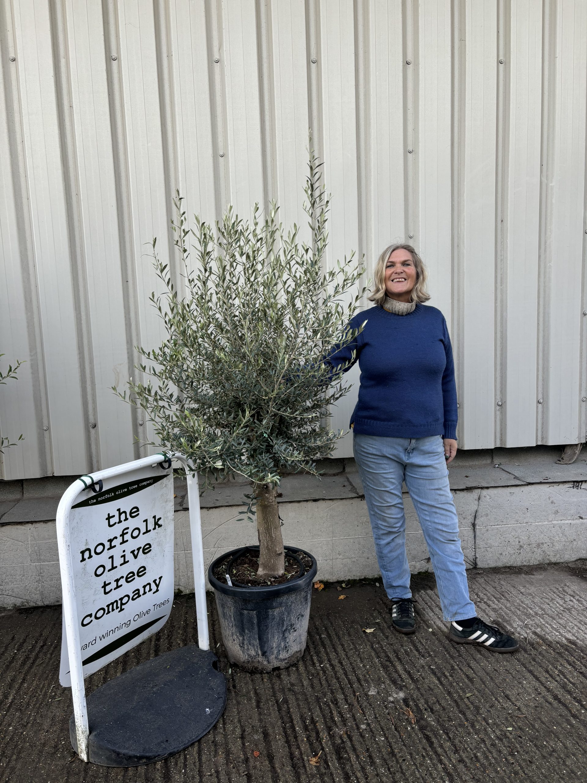 Olive Tree in Pot delivery included - The Norfolk Olive Tree Company
