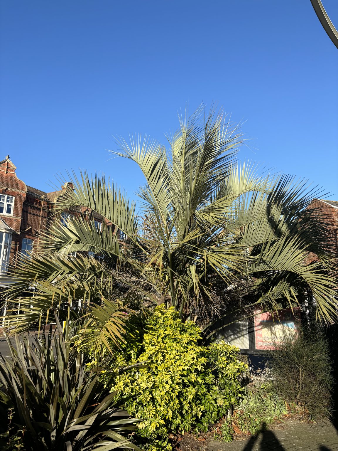 Hardy Palms for UK Gardens: What You Can Grow & How to Care - The ...