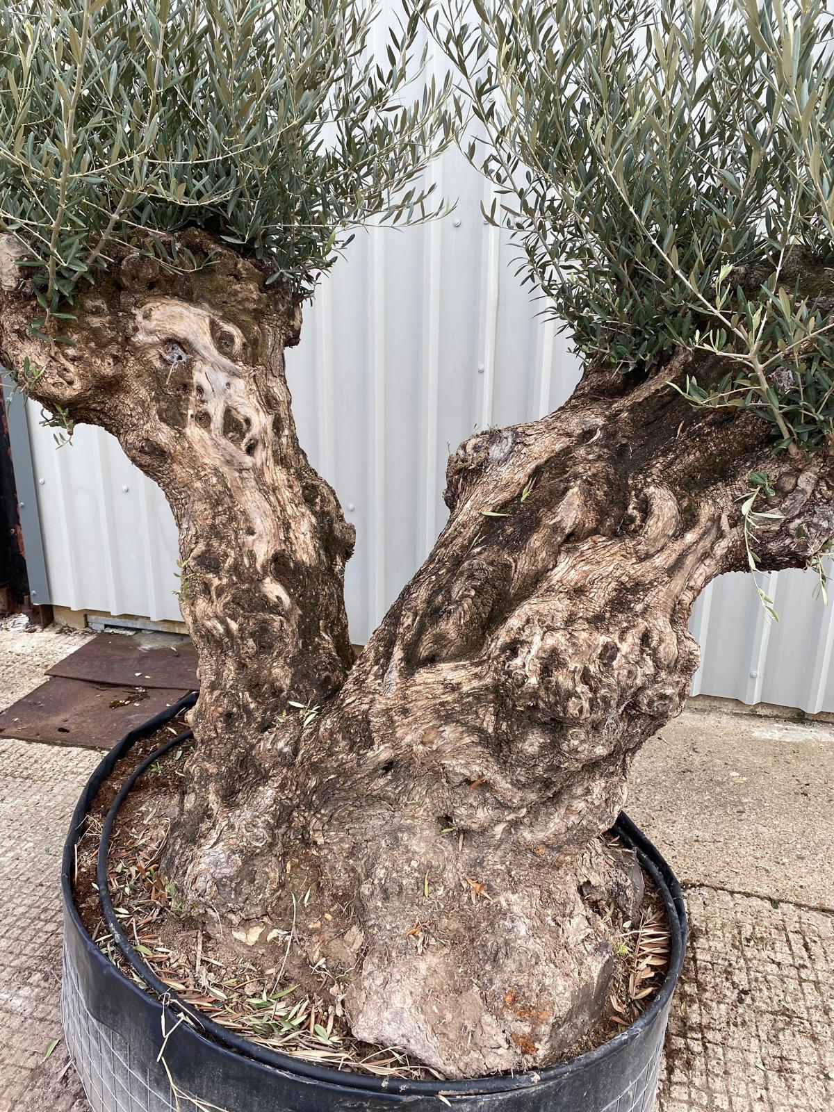 Ancient Olive Tree – Living Art from Elche - The Norfolk Olive Tree Company