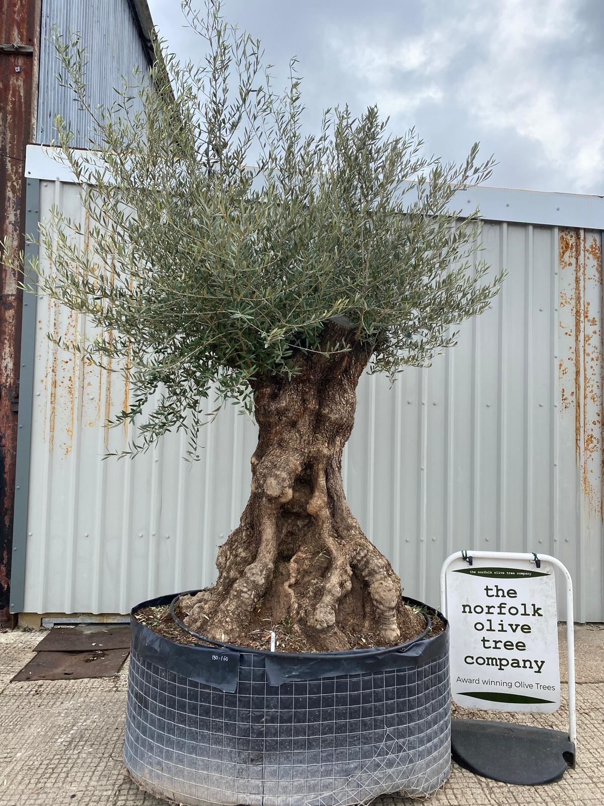 Ancient Olive Tree for Sale in the UK - The Norfolk Olive Tree Company