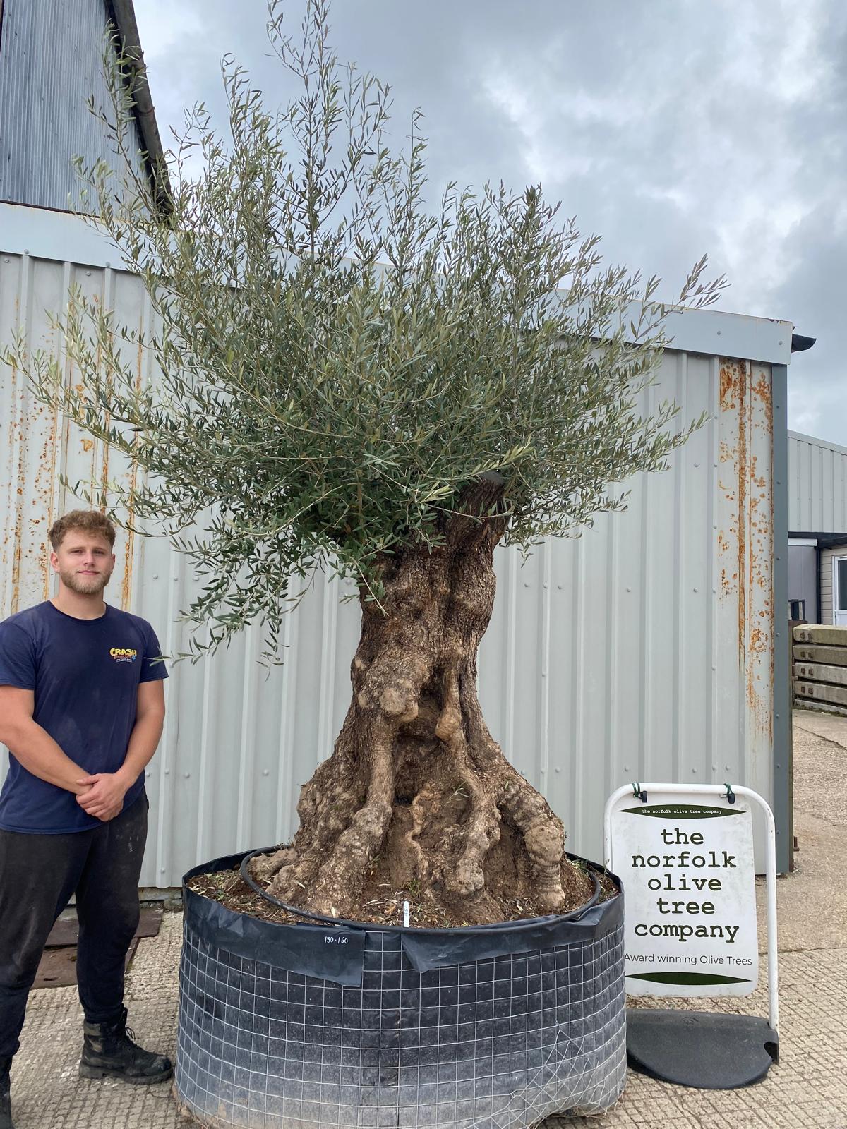 Ancient Olive Tree for Sale in the UK - The Norfolk Olive Tree Company
