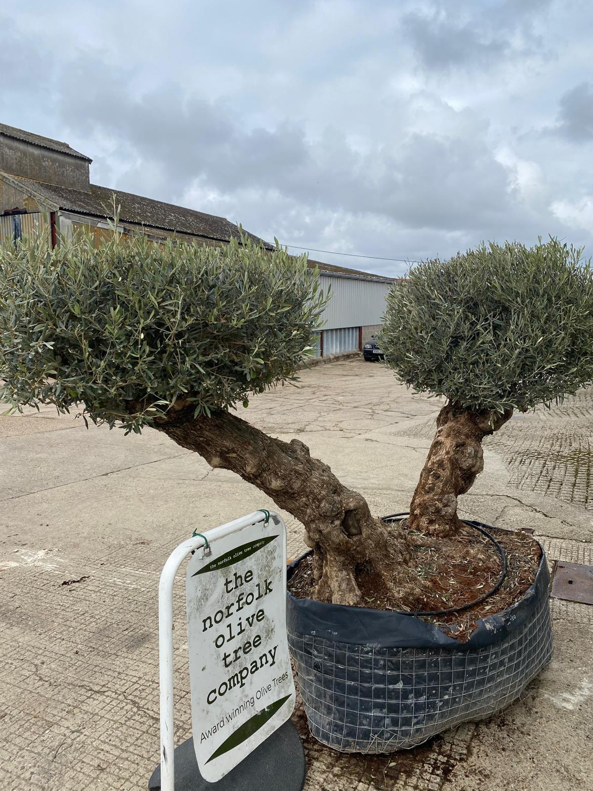 Ancient Olive Tree for Sale in the UK - The Norfolk Olive Tree Company