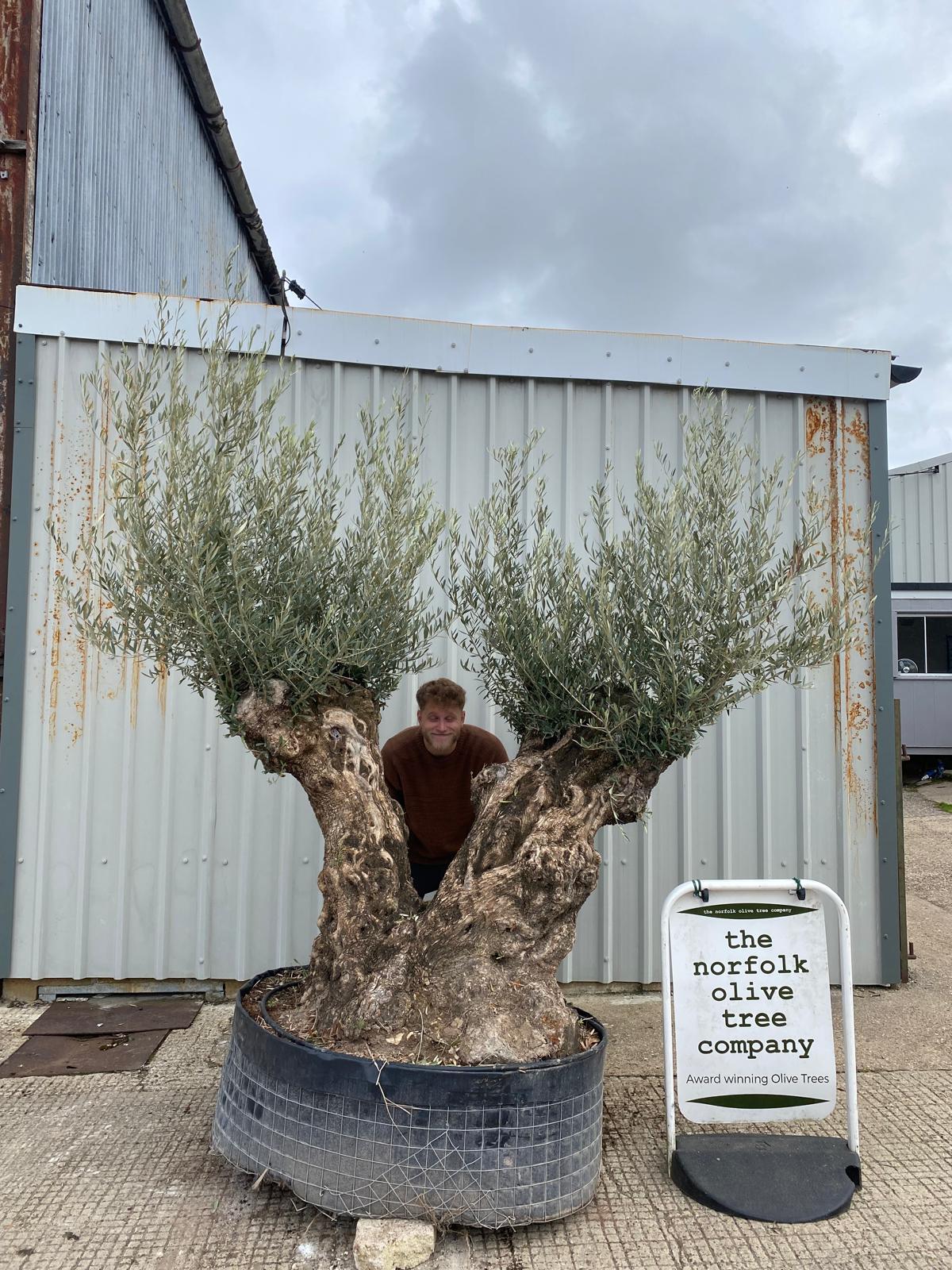Ancient Olive Tree – Living Art from Elche - The Norfolk Olive Tree Company