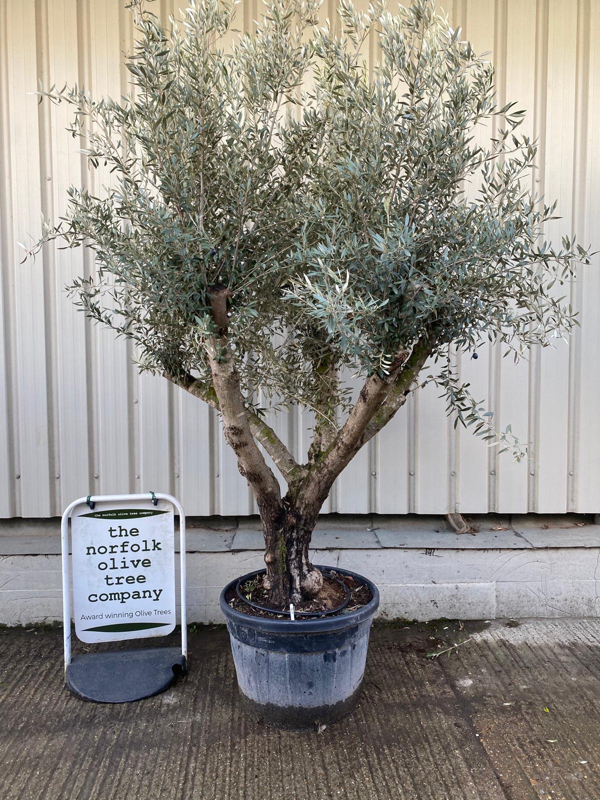 Branched Olive Tree ‘Tortuga’ - The Norfolk Olive Tree Company
