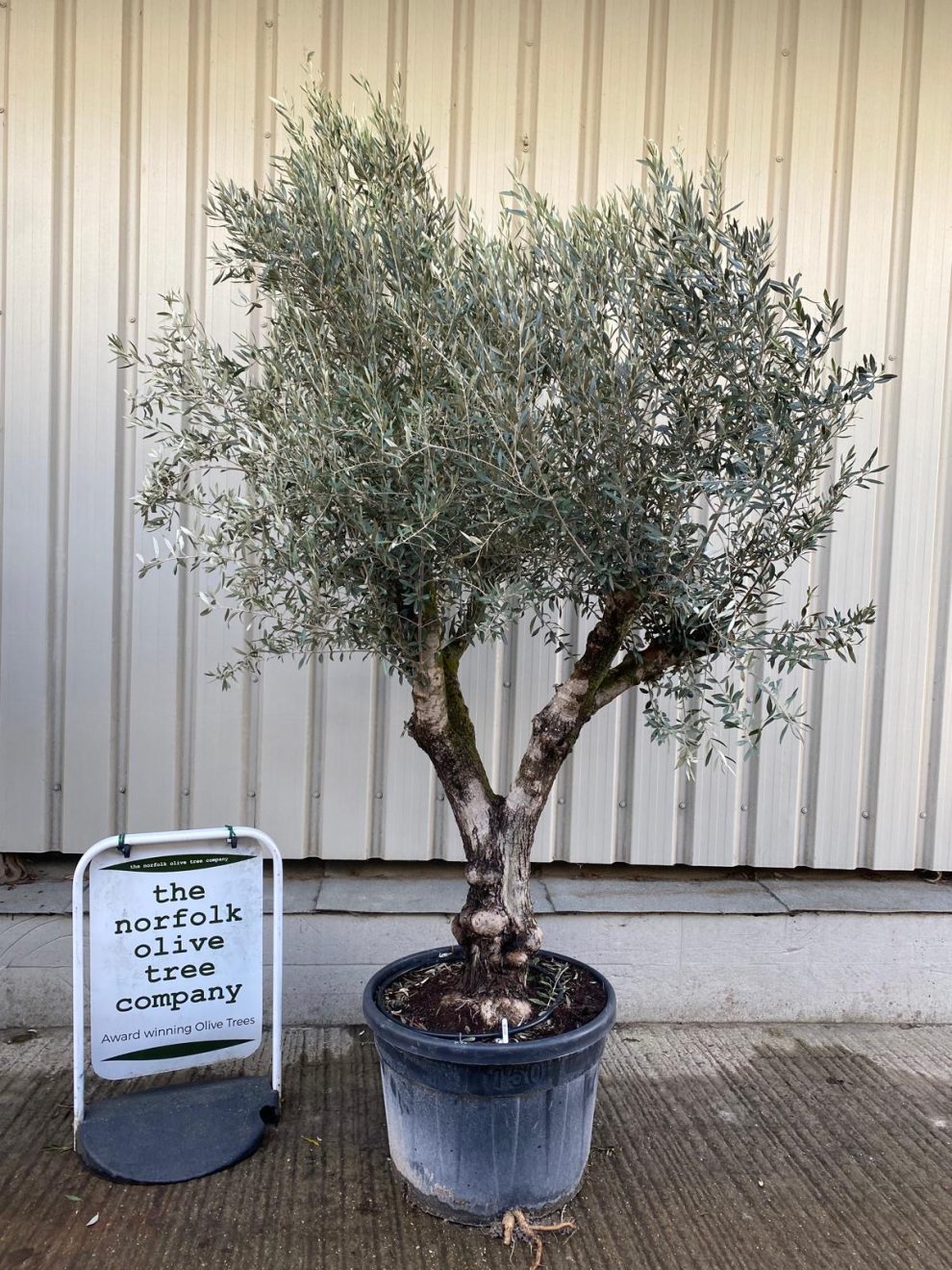 Branched Olive Tree ‘Tortuga’ - The Norfolk Olive Tree Company