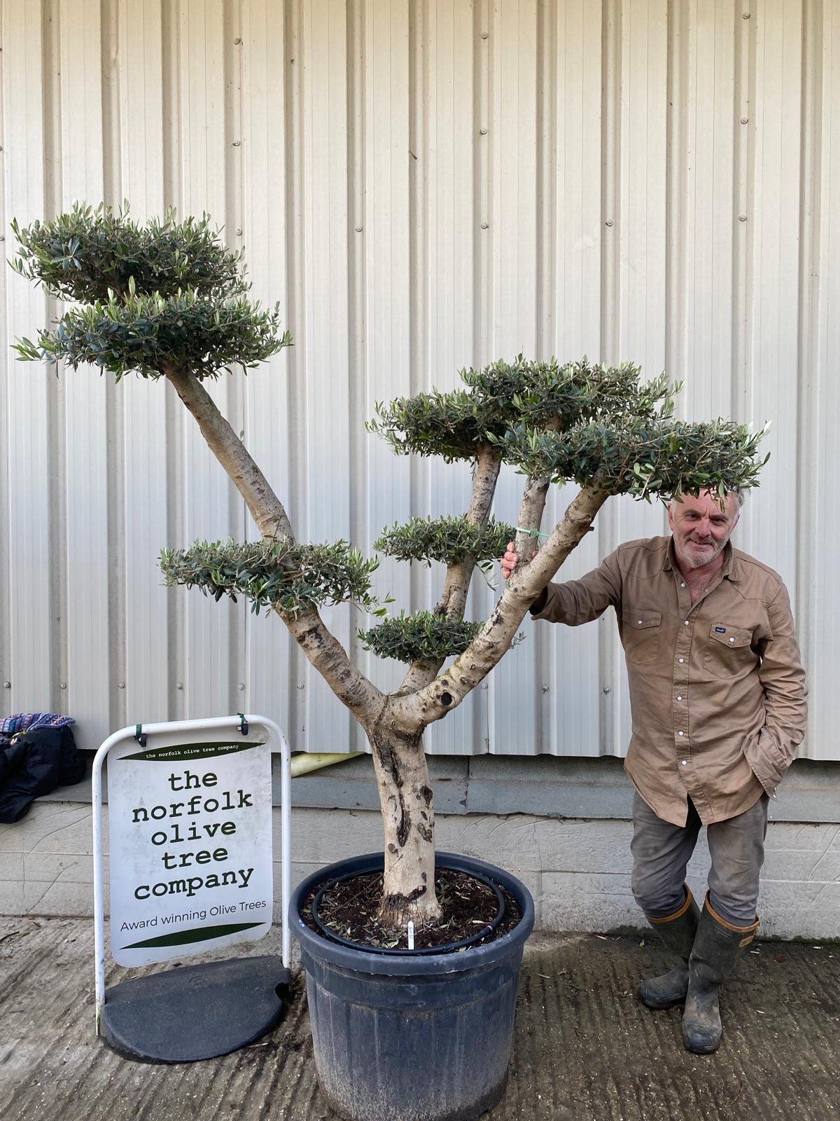Cloud-Pruned Olive Tree | Niwaki Olive Trees for Sale UK – The Norfolk ...