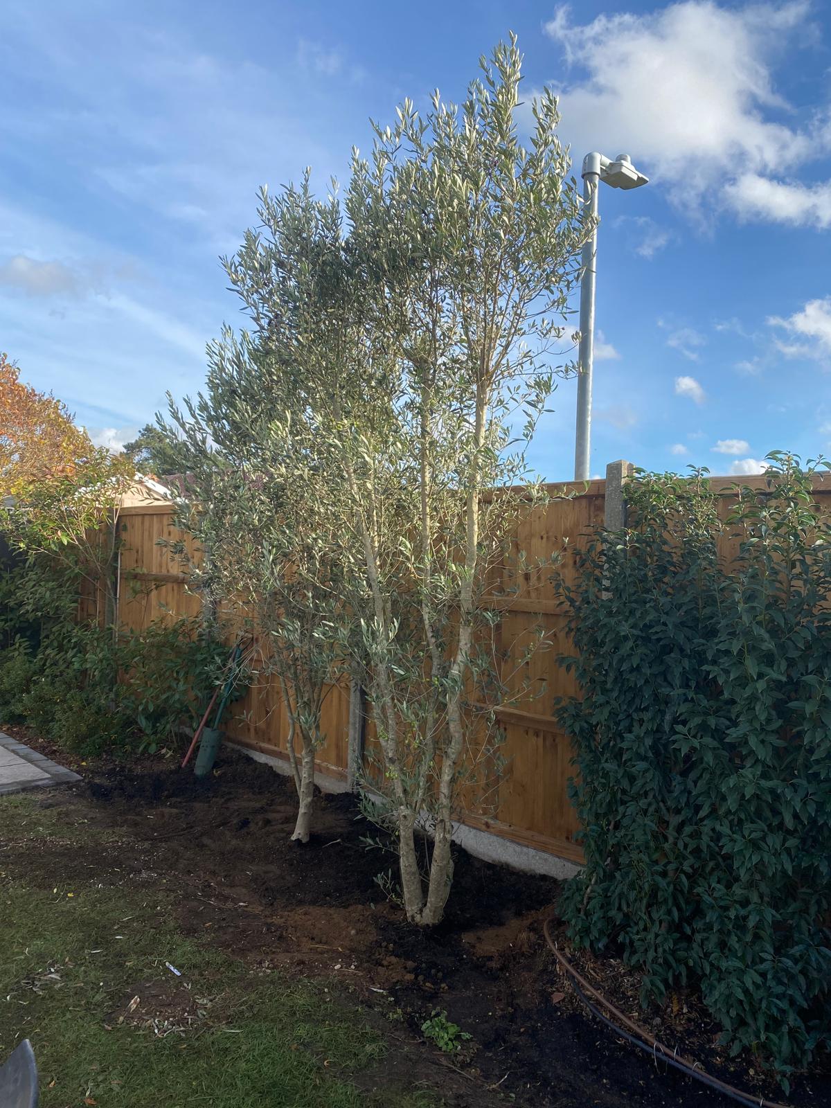 Selecting a Tall Olive Tree for Screening and Privacy - The Norfolk ...