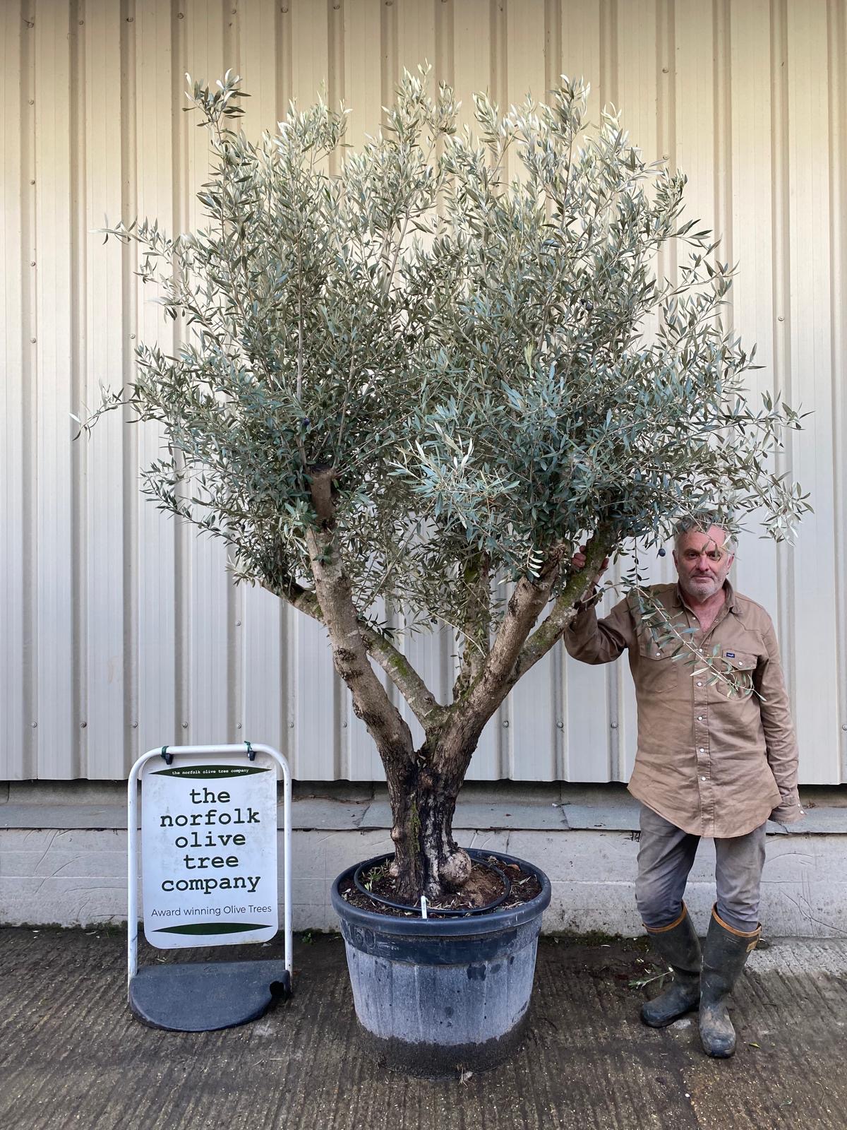 Branched Olive Tree ‘Tortuga’ - The Norfolk Olive Tree Company