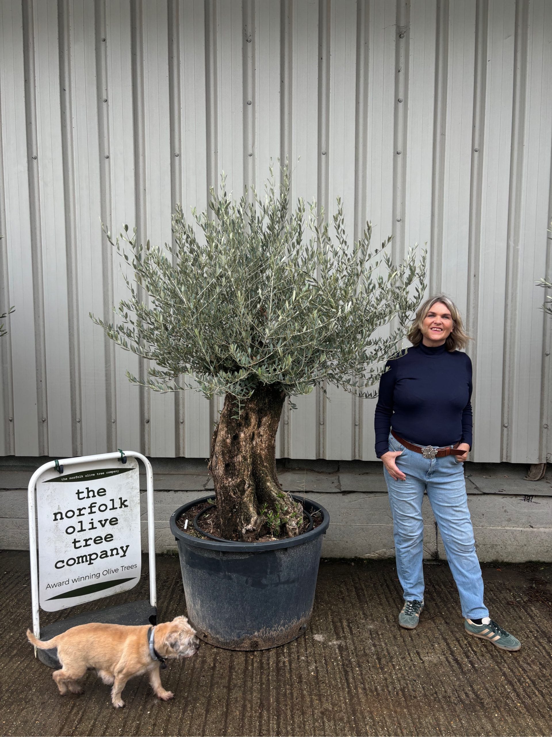 Charming gnarled Olive tree - The Norfolk Olive Tree Company