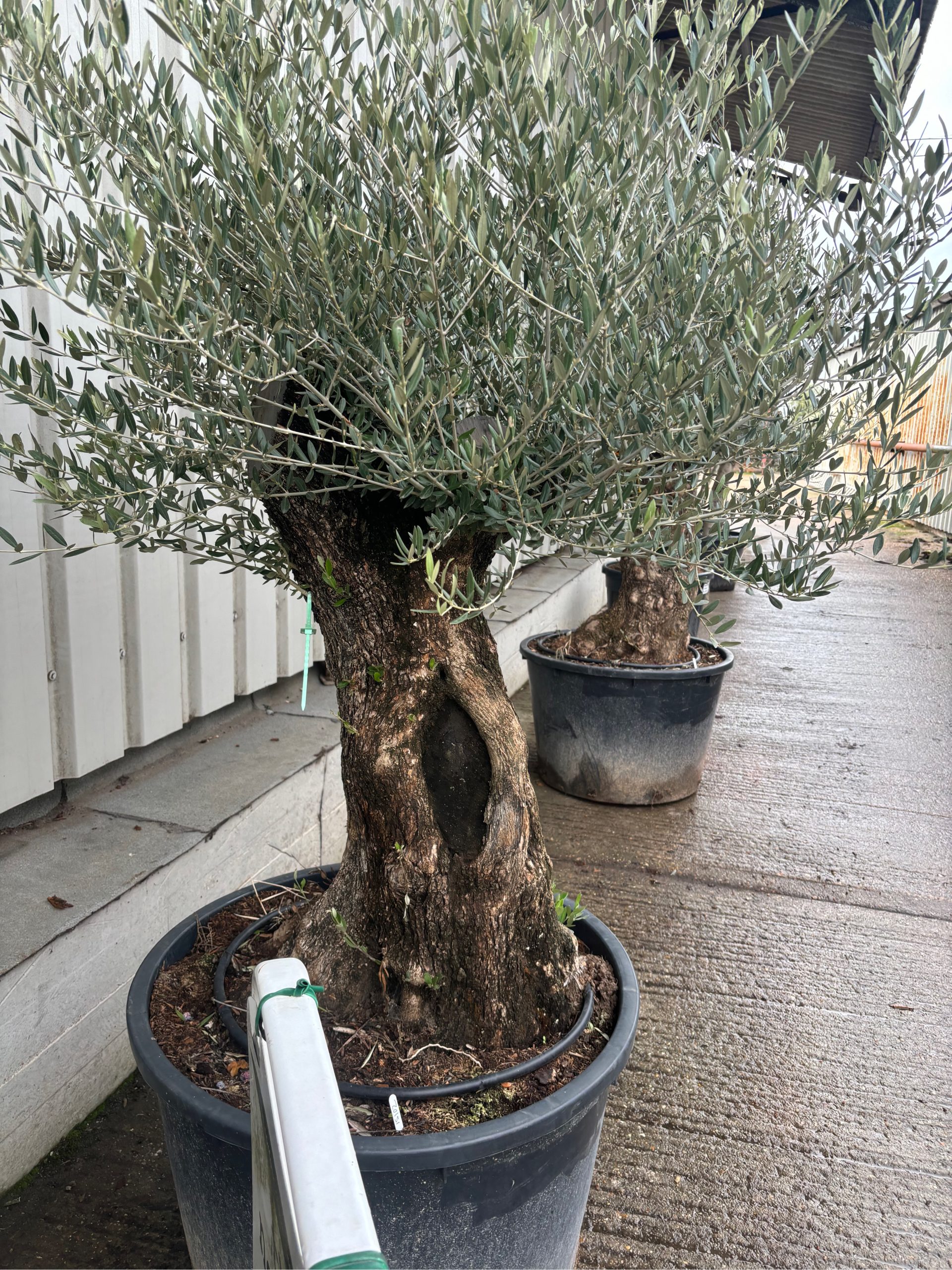 Charming gnarled Olive tree - The Norfolk Olive Tree Company
