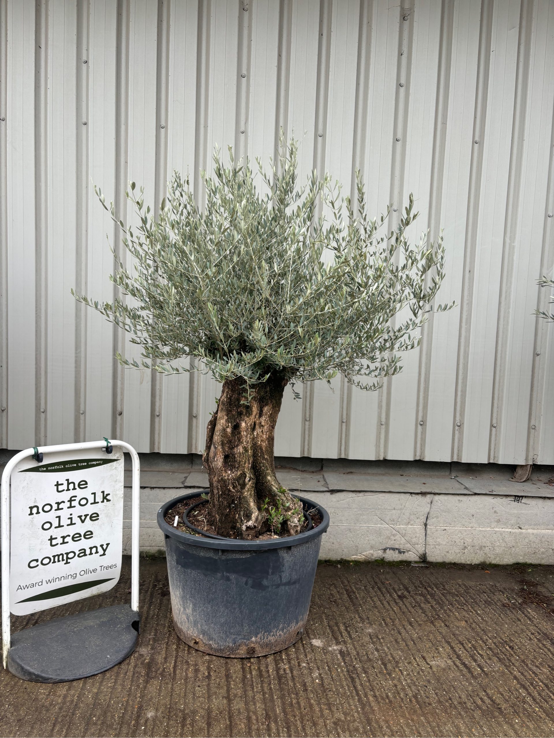 Charming gnarled Olive tree - The Norfolk Olive Tree Company