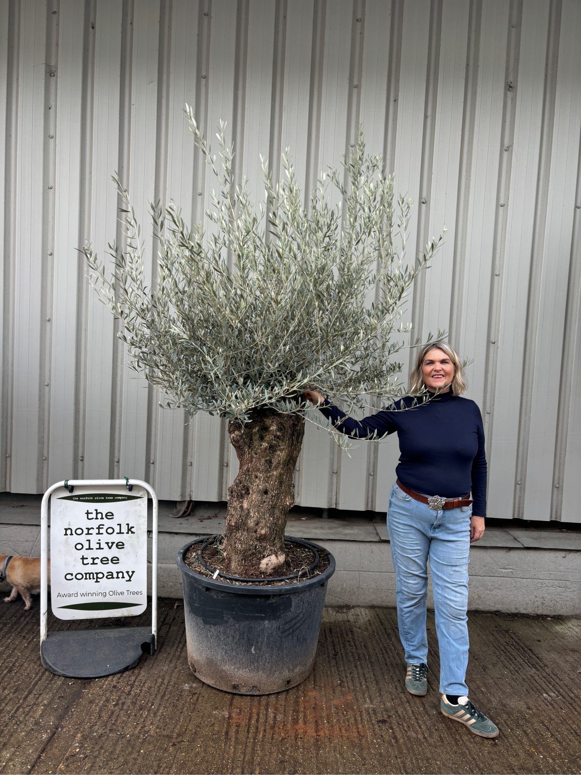 Charming gnarled Olive tree - The Norfolk Olive Tree Company
