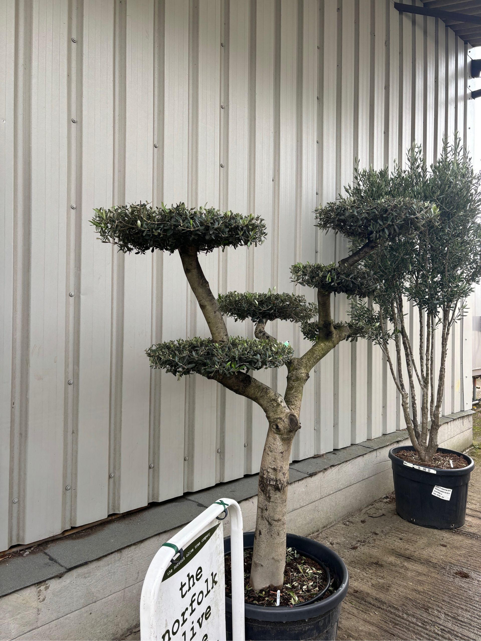 Cloud-Pruned Olive Tree | Niwaki Olive Trees for Sale UK – The Norfolk Olive Tree Company - The ...