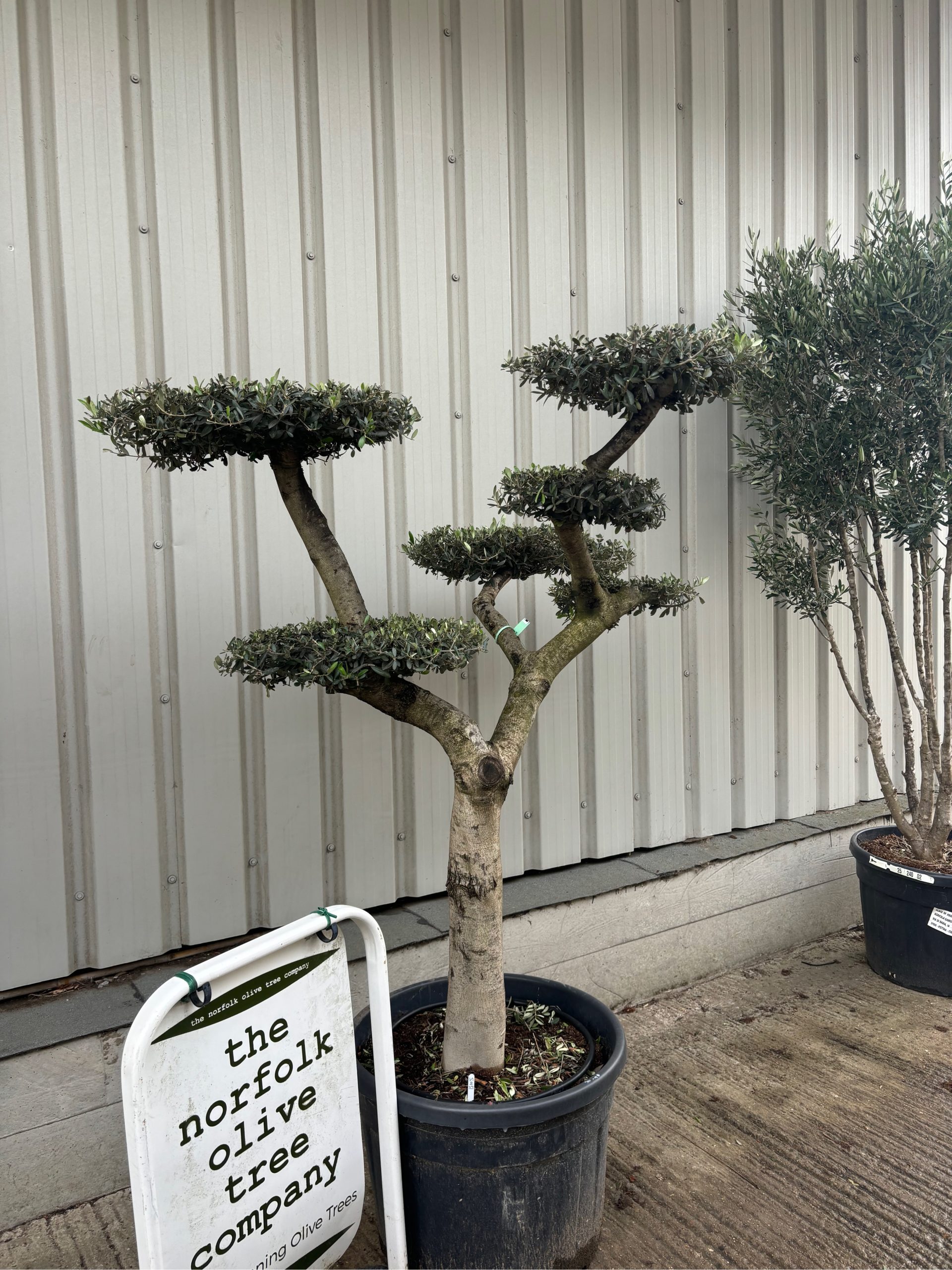 Cloud-Pruned Olive Tree | Niwaki Olive Trees for Sale UK – The Norfolk ...