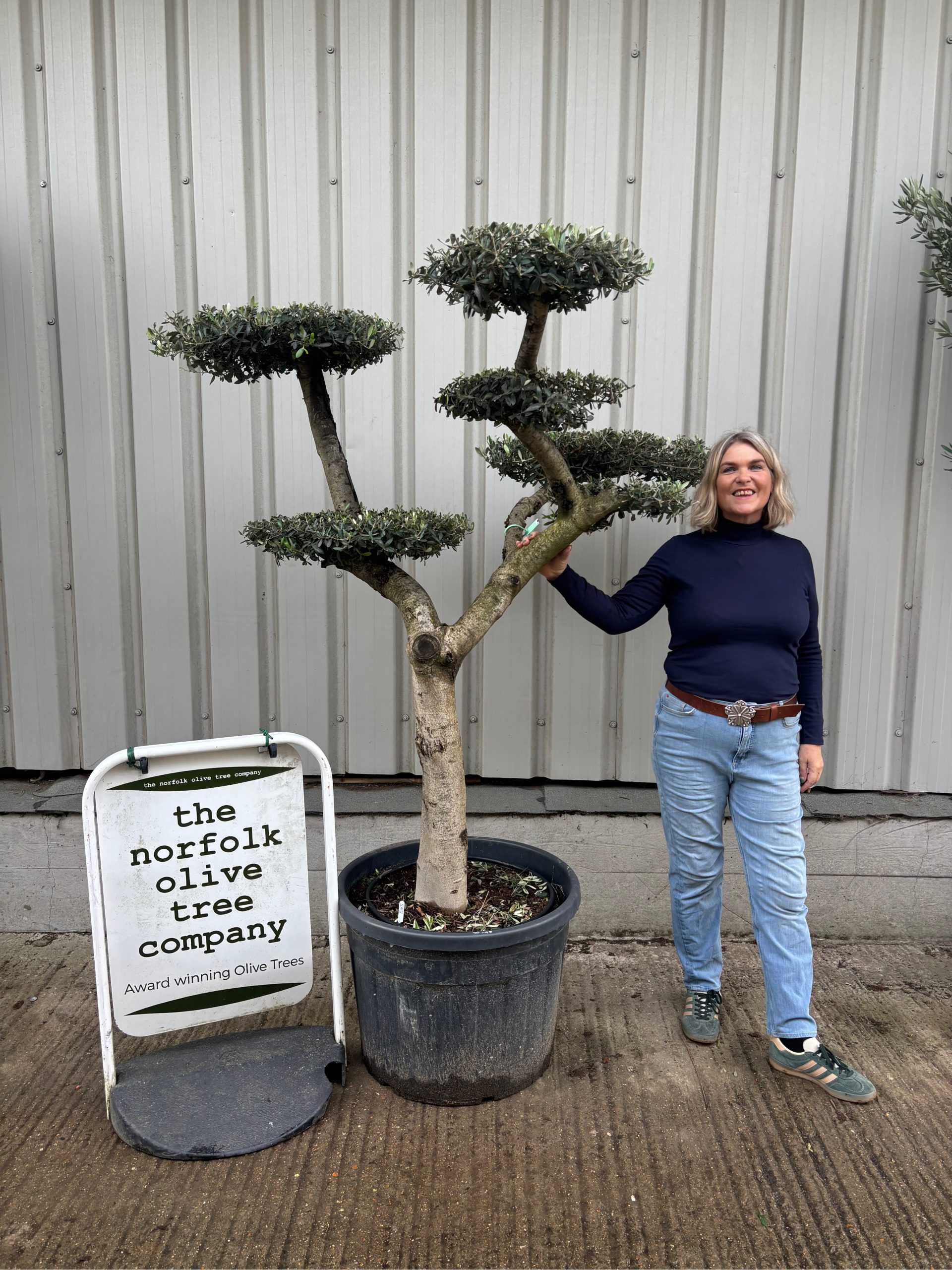 Cloud-Pruned Olive Tree | Niwaki Olive Trees for Sale UK – The Norfolk Olive Tree Company - The ...