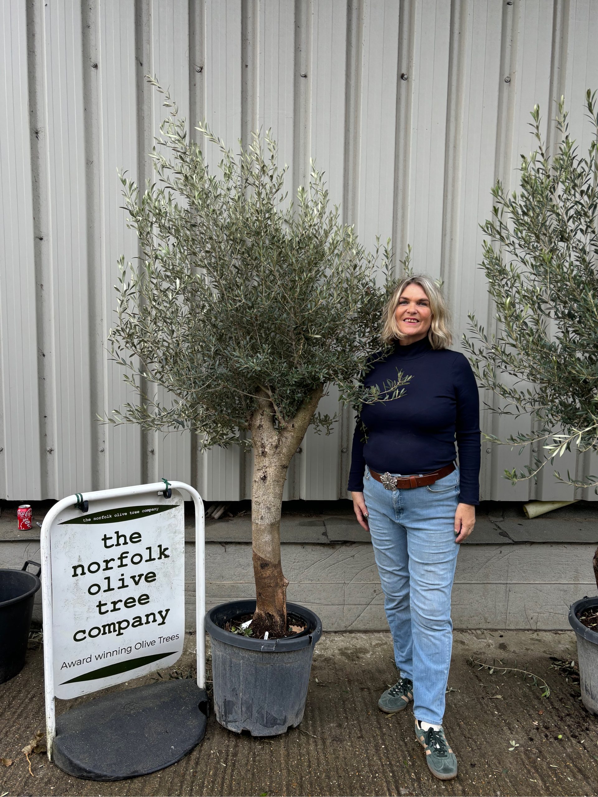 Olive Tree in Pot delivery included - The Norfolk Olive Tree Company
