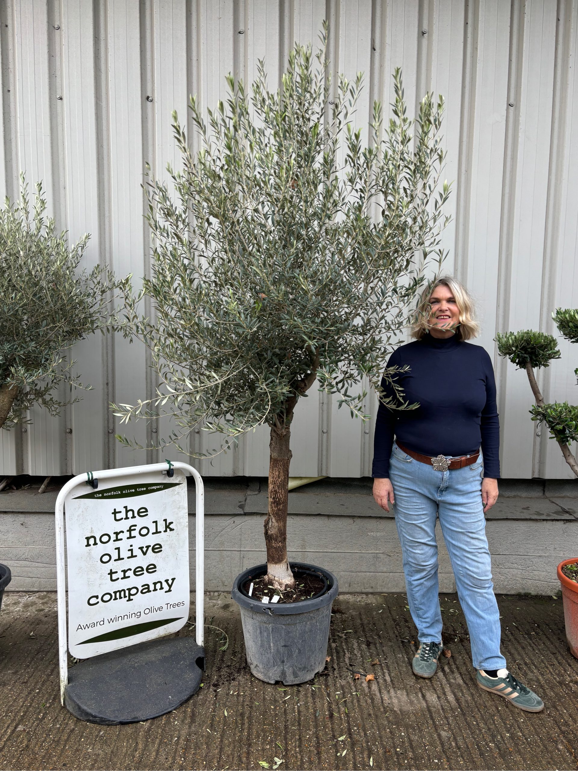 Olive Tree in Pot delivery included - The Norfolk Olive Tree Company