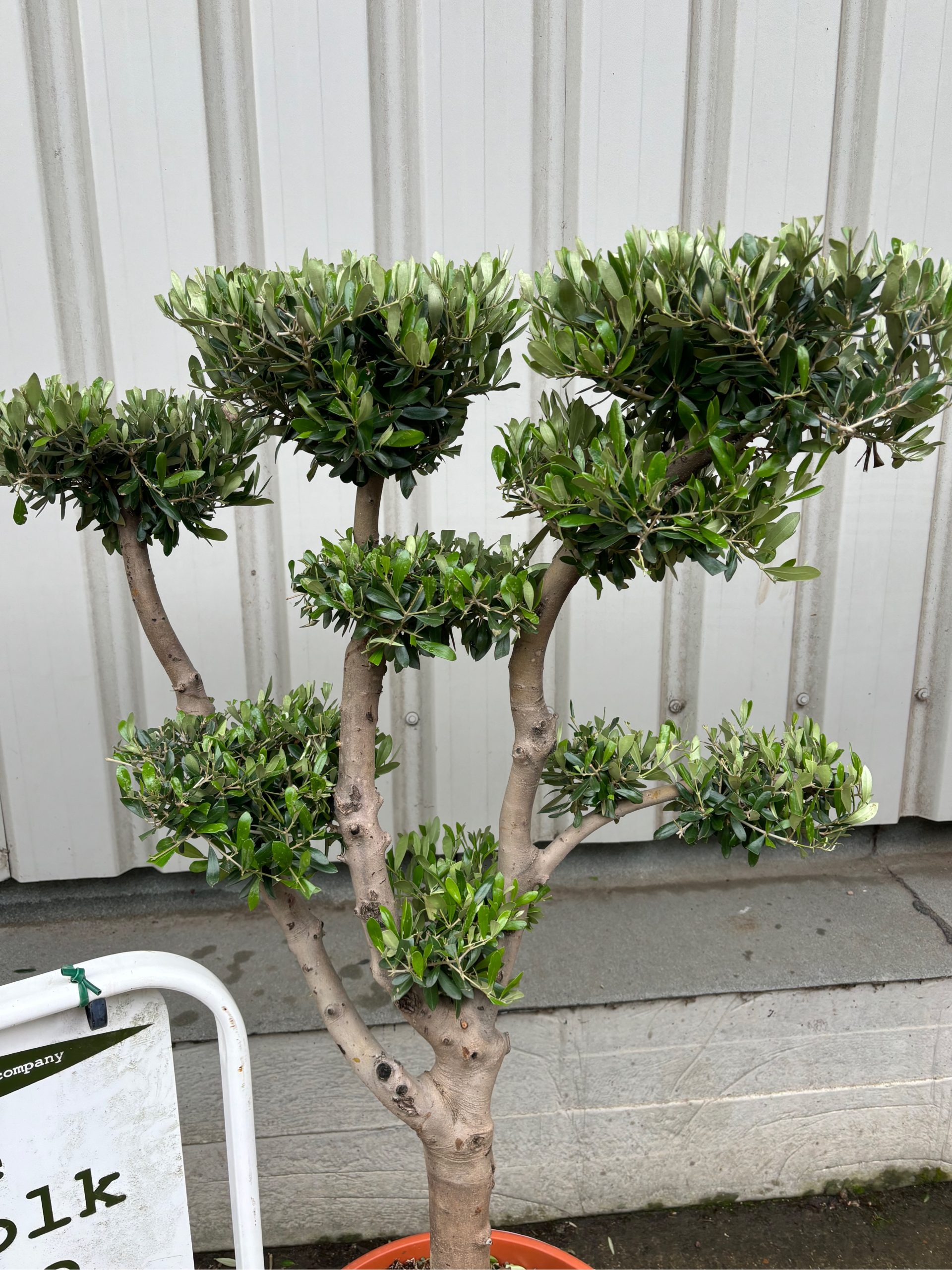 Niwaki cloud pruned Olive Tree - delivery included - The Norfolk Olive Tree Company