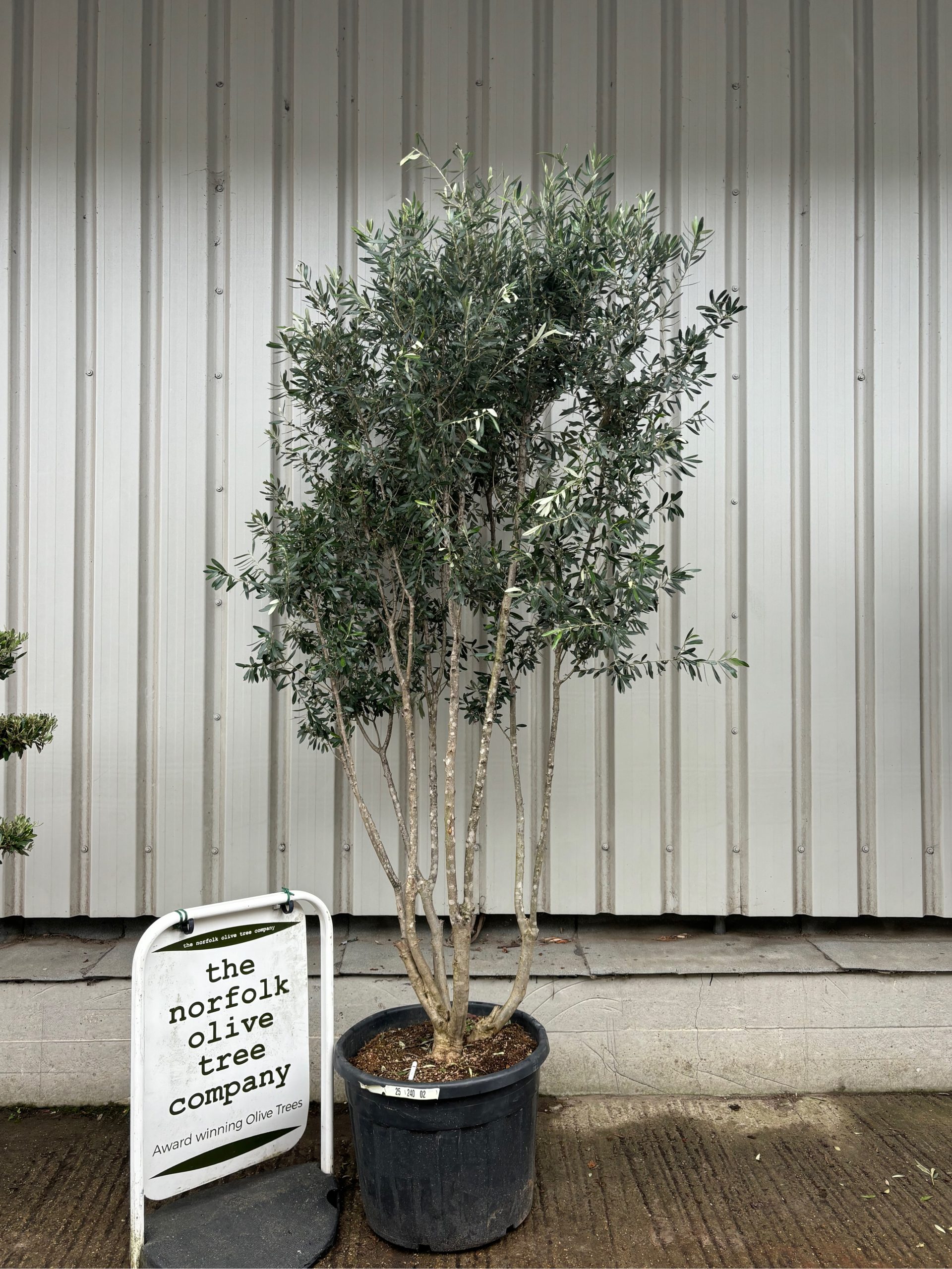 ‘Parachute’ pruned Italian Olive tree - The Norfolk Olive Tree Company