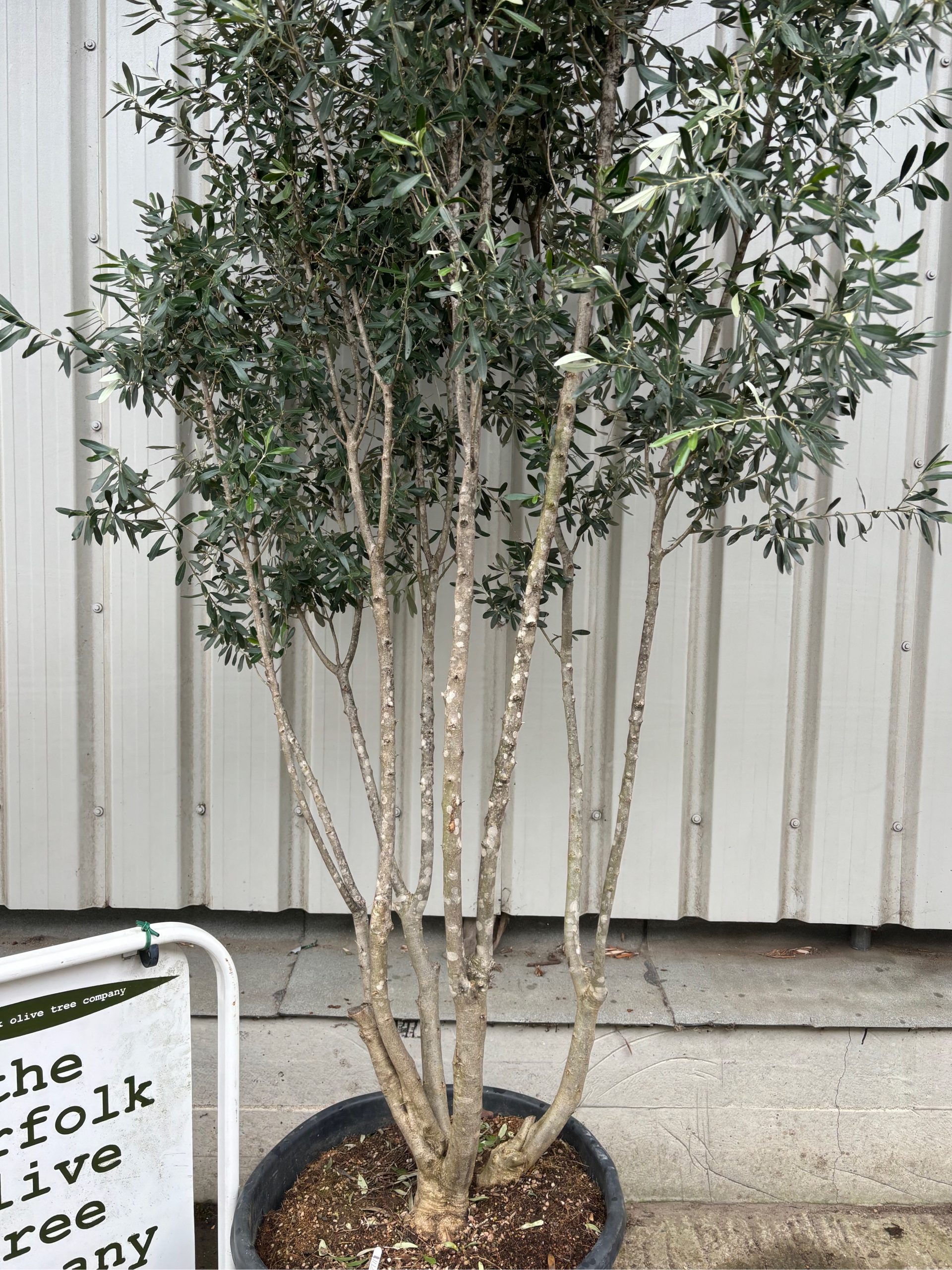 ‘Parachute’ pruned Italian Olive tree - The Norfolk Olive Tree Company