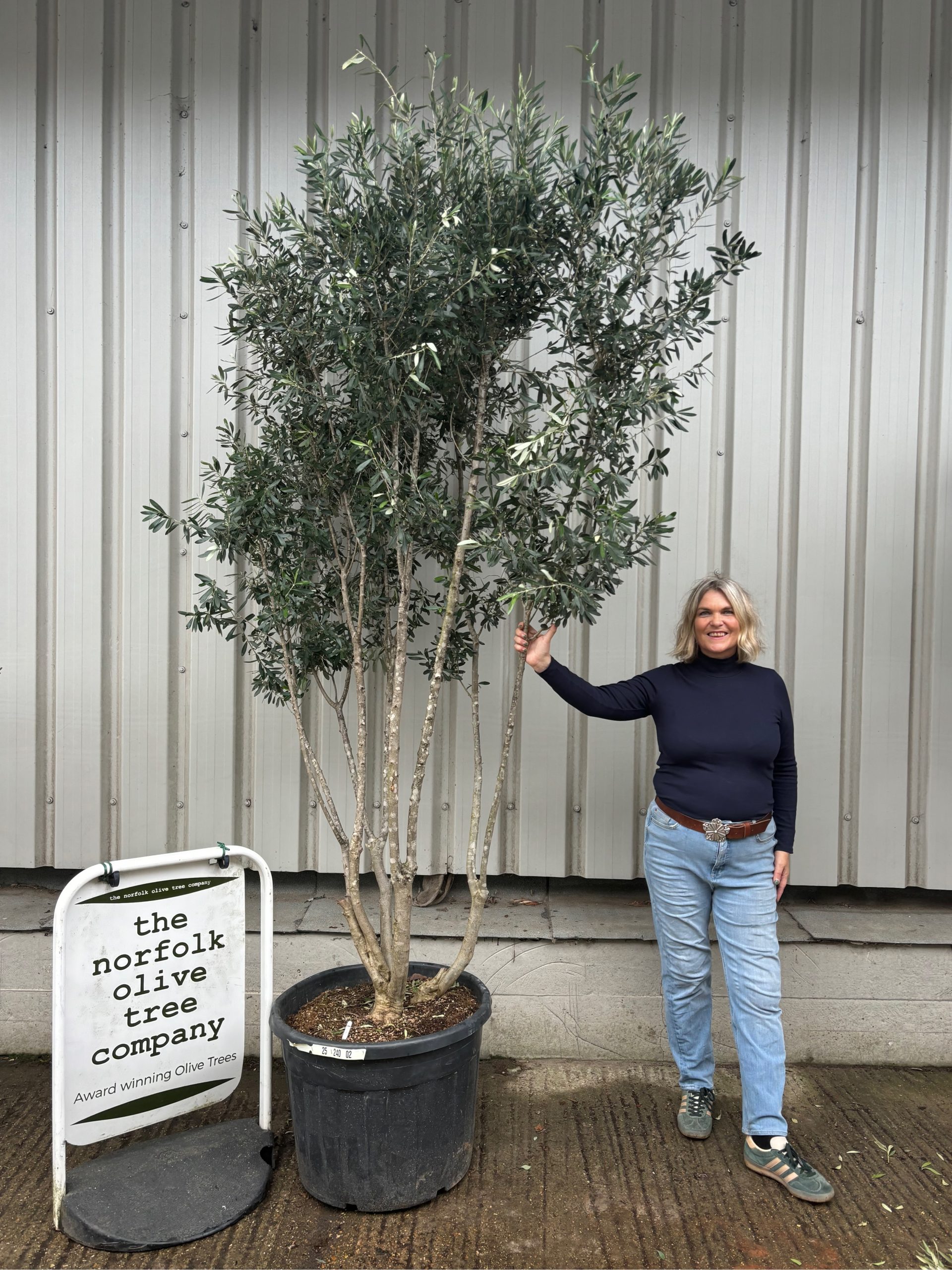 ‘Parachute’ pruned Italian Olive tree - The Norfolk Olive Tree Company