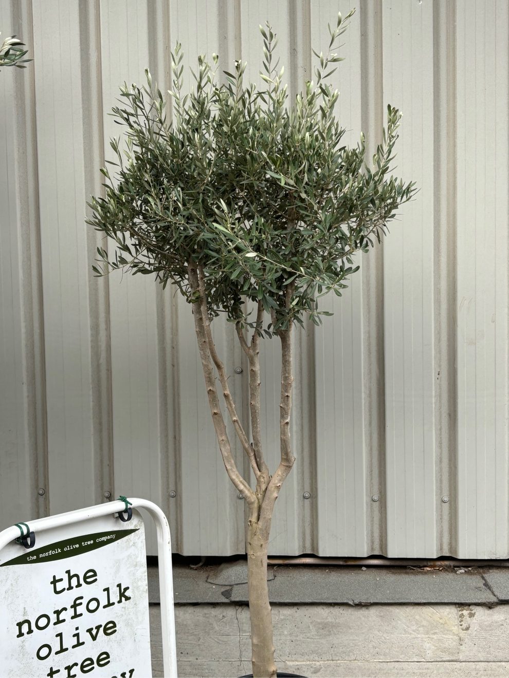 Young Hojiblanca Olive Tree – Delivery included - The Norfolk Olive ...