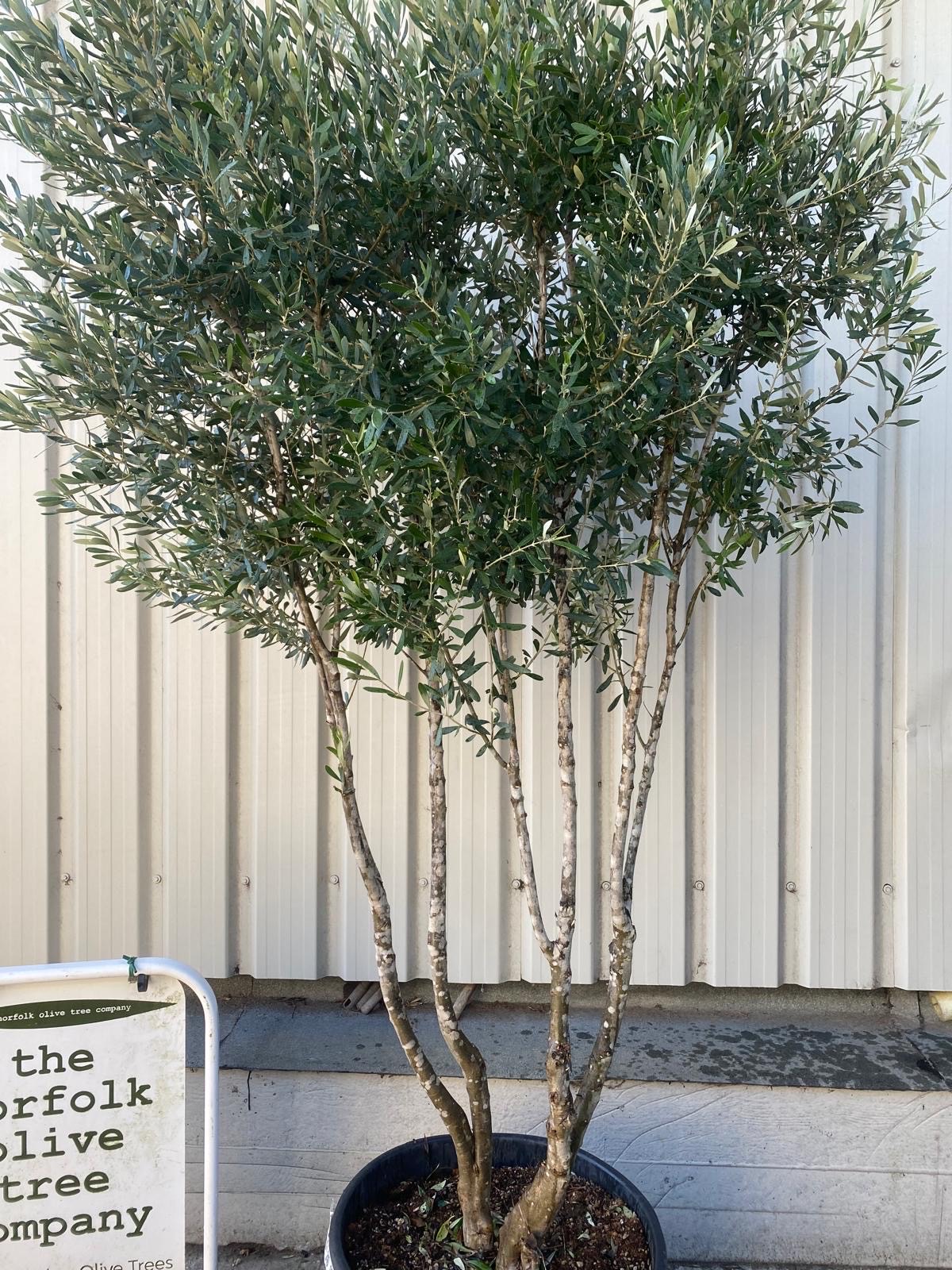 ‘Parachute’ pruned Italian Olive tree - The Norfolk Olive Tree Company