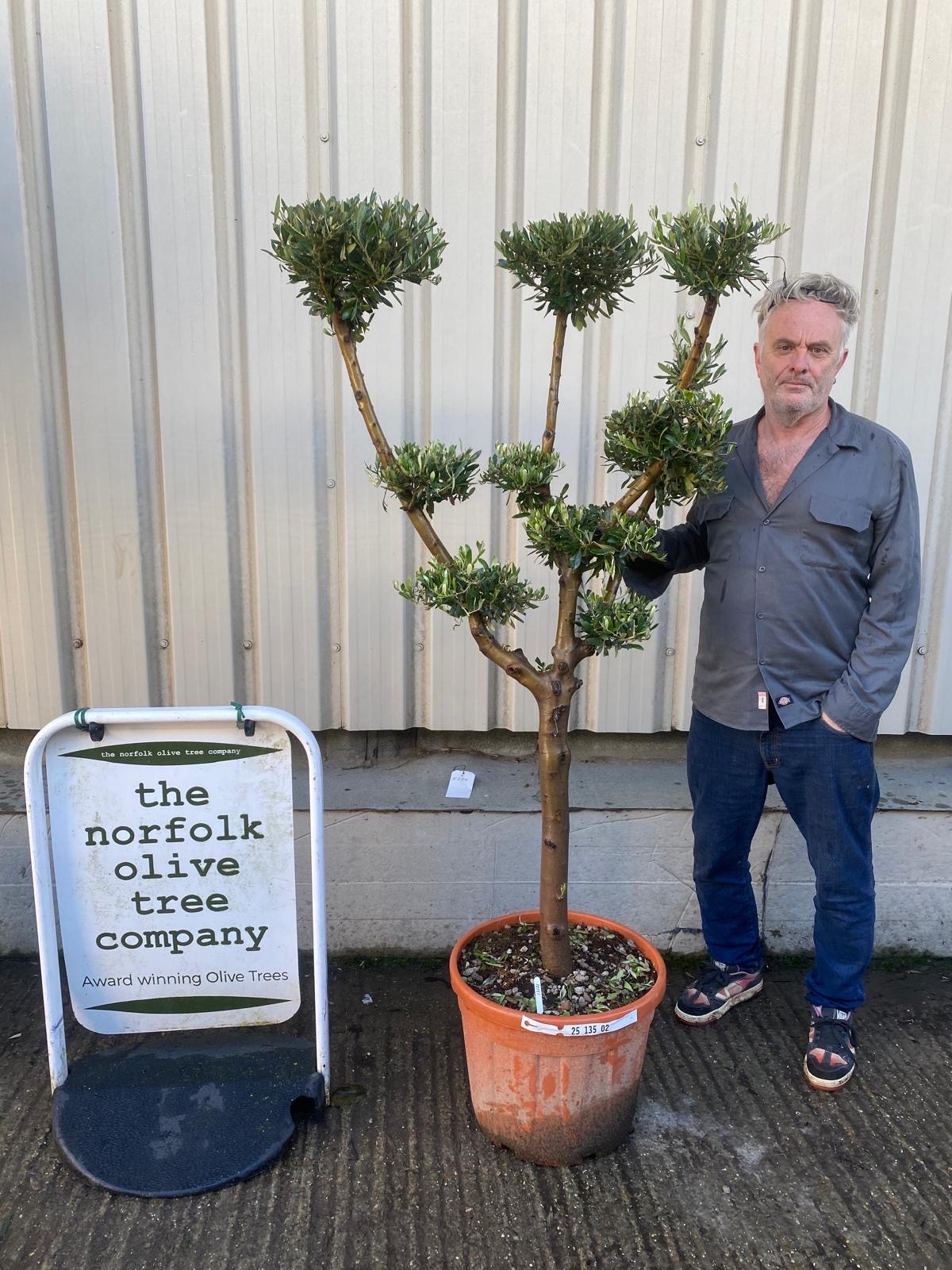 Niwaki cloud pruned Olive Tree - delivery included - The Norfolk Olive ...