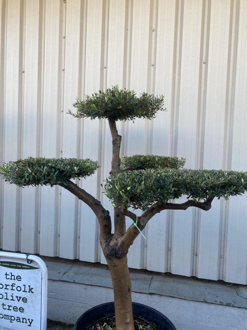 Cloud-Pruned Olive Tree | Niwaki Olive Trees for Sale UK – The Norfolk ...