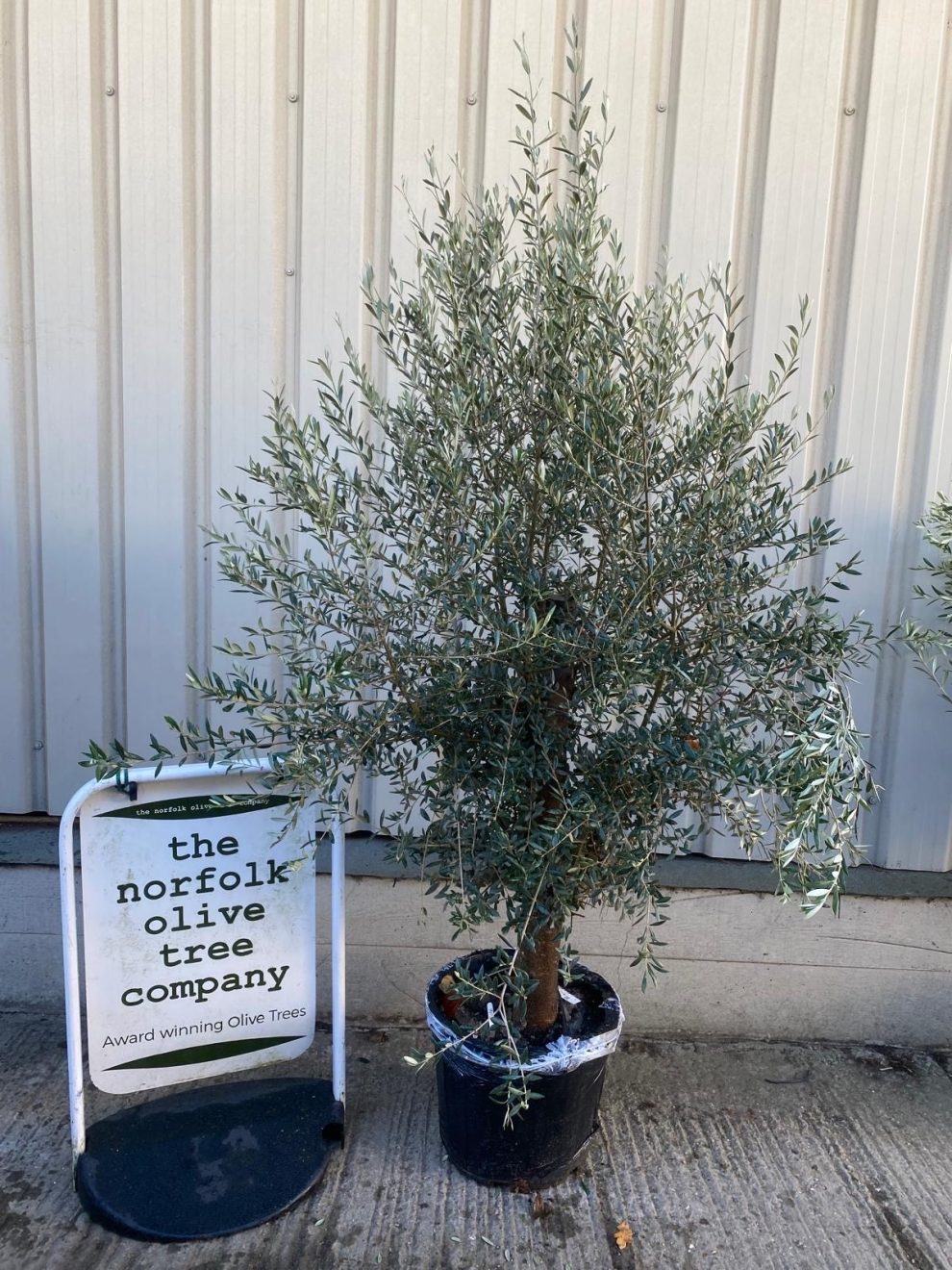 Olive Tree in Pot delivery included - The Norfolk Olive Tree Company