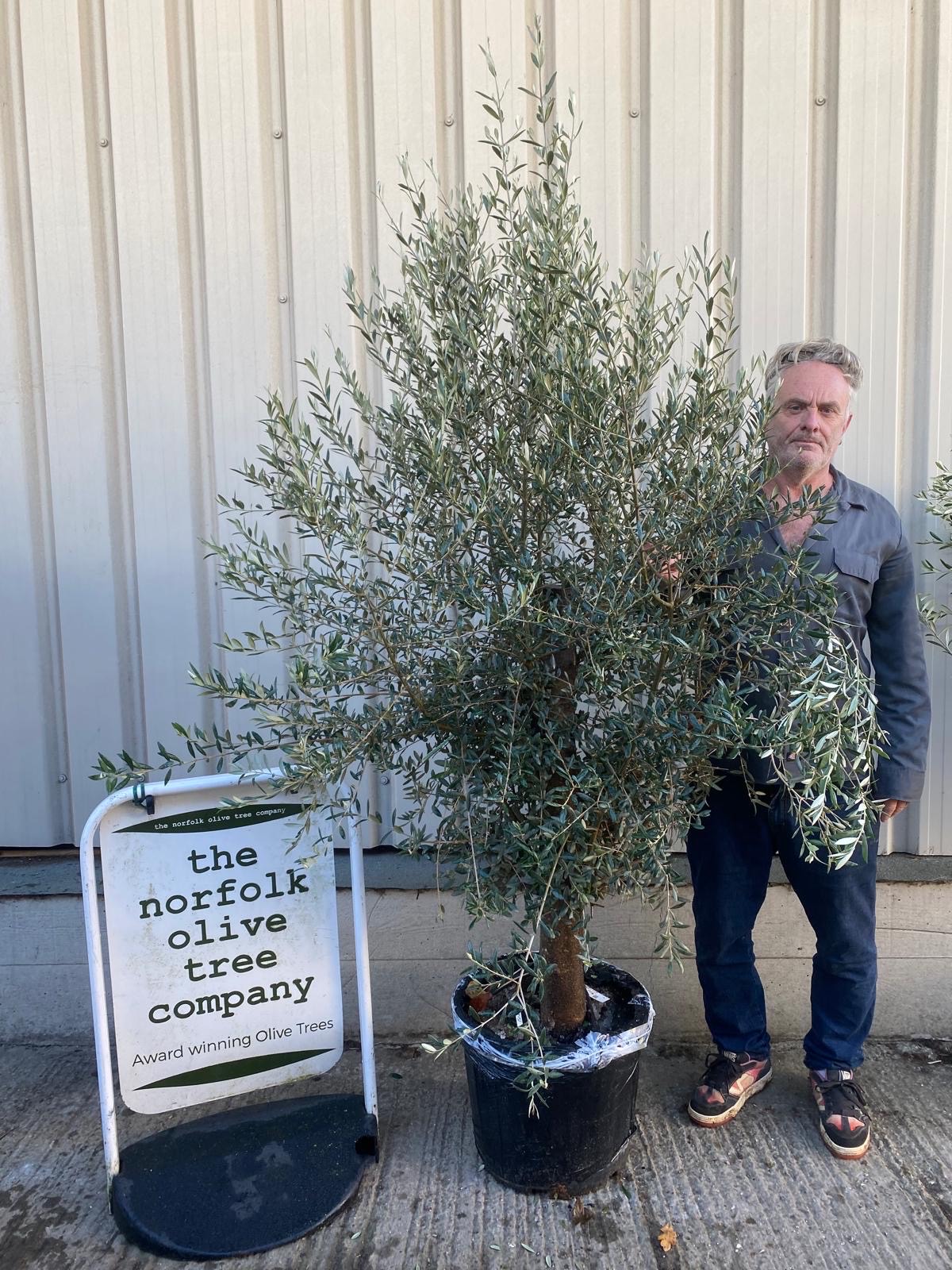 Olive Tree in Pot delivery included - The Norfolk Olive Tree Company